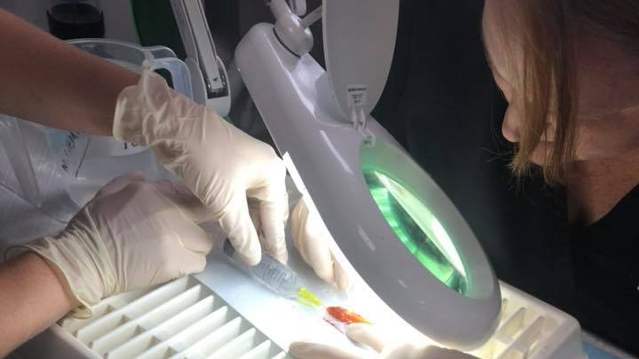 Miracle surgery saves tiny fish from cashing in her chips | Offbeat ...