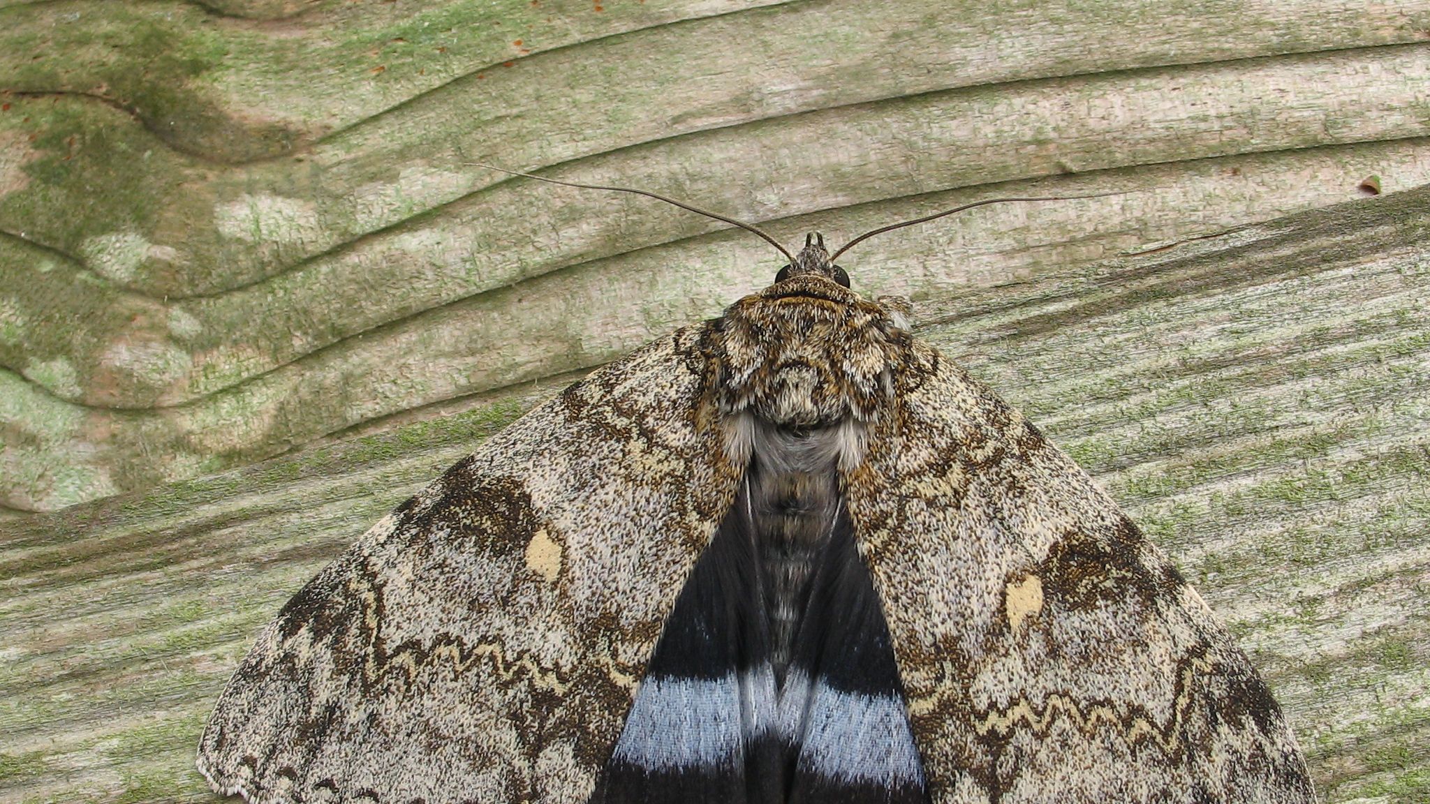 Moth that was 'extinct' for 50 years is back and breeding | Science ...