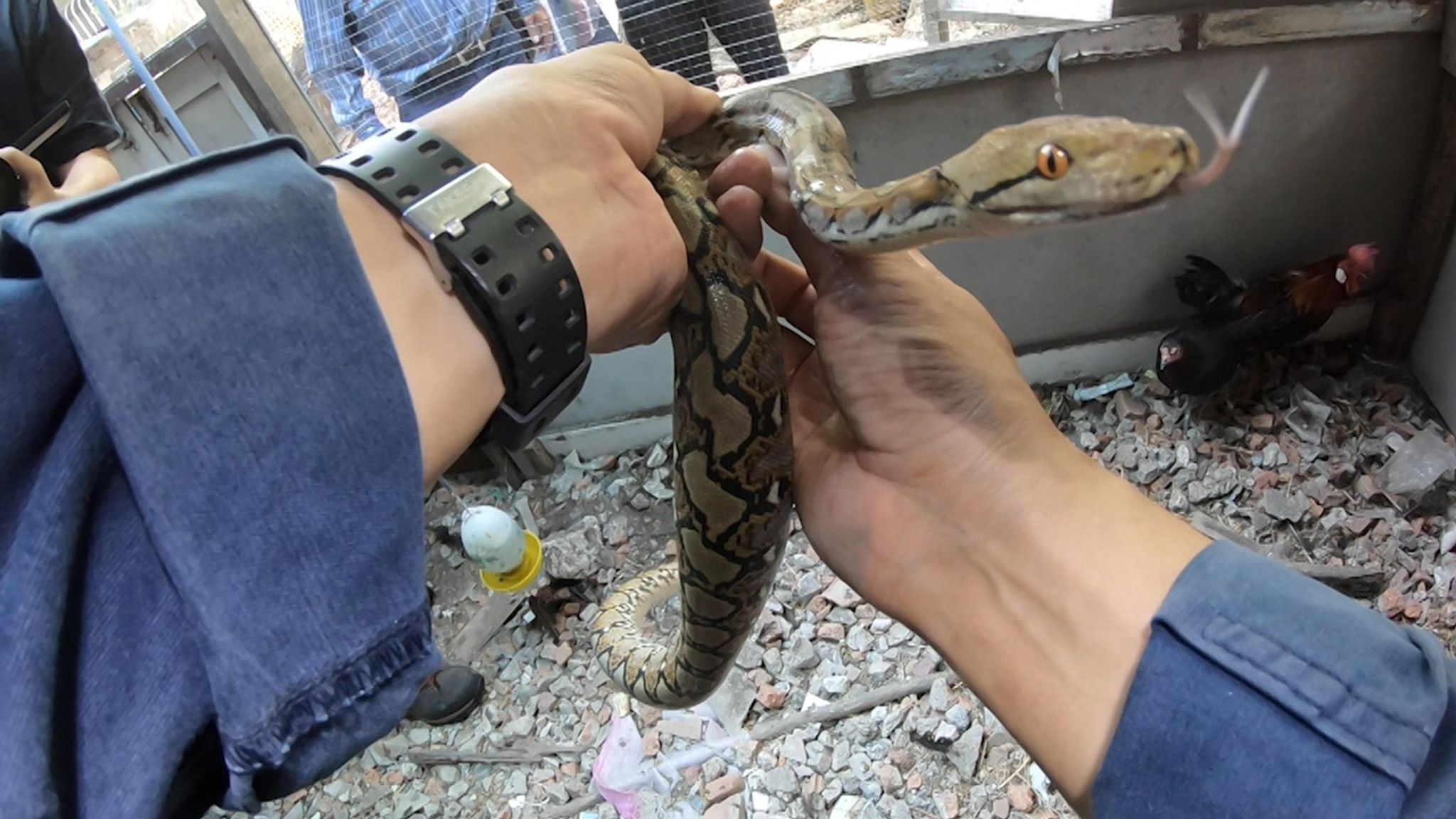 As snake intrusions soar in Bangkok, it's this man's job to catch them ...