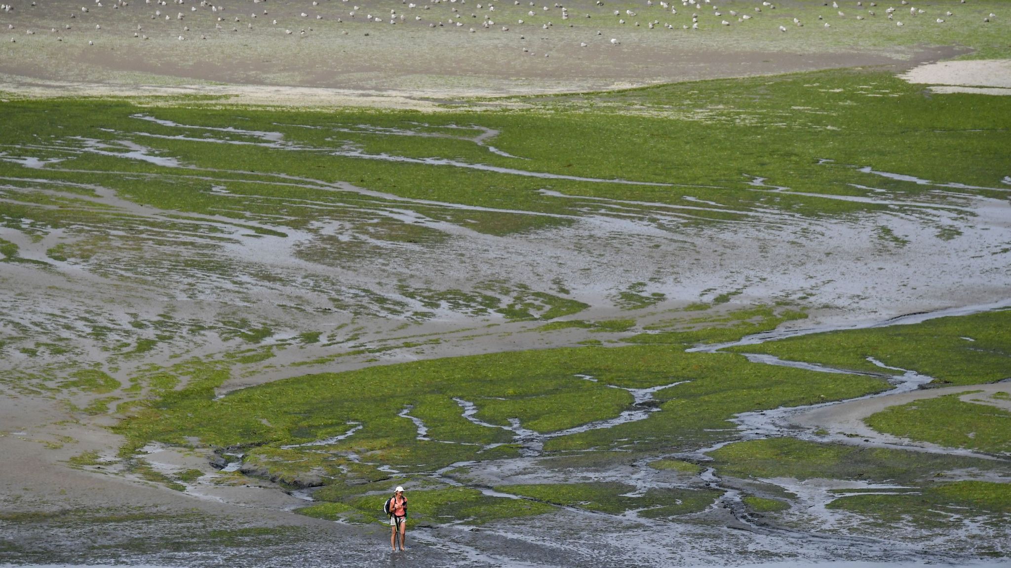 Deadly algae on French beaches 'releasing toxic fumes that can kill in ...