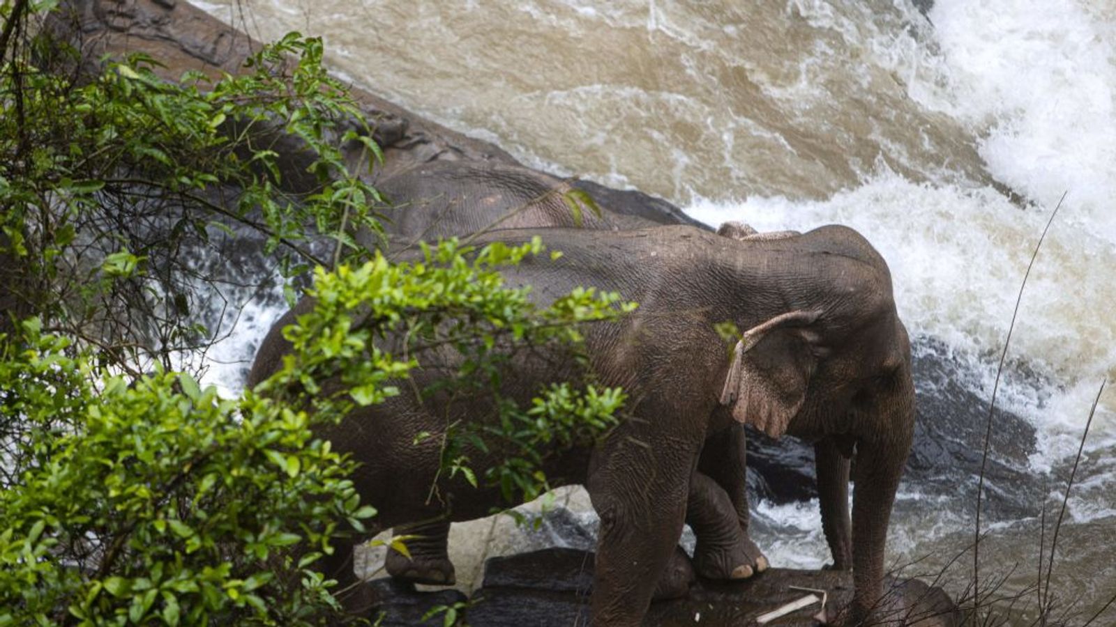 Five more elephants found dead after six fall down Thai waterfall ...