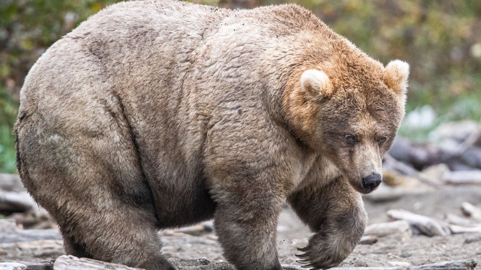 'Long live the Queen of Corpulence': Winner of viral Fat Bear contest ...