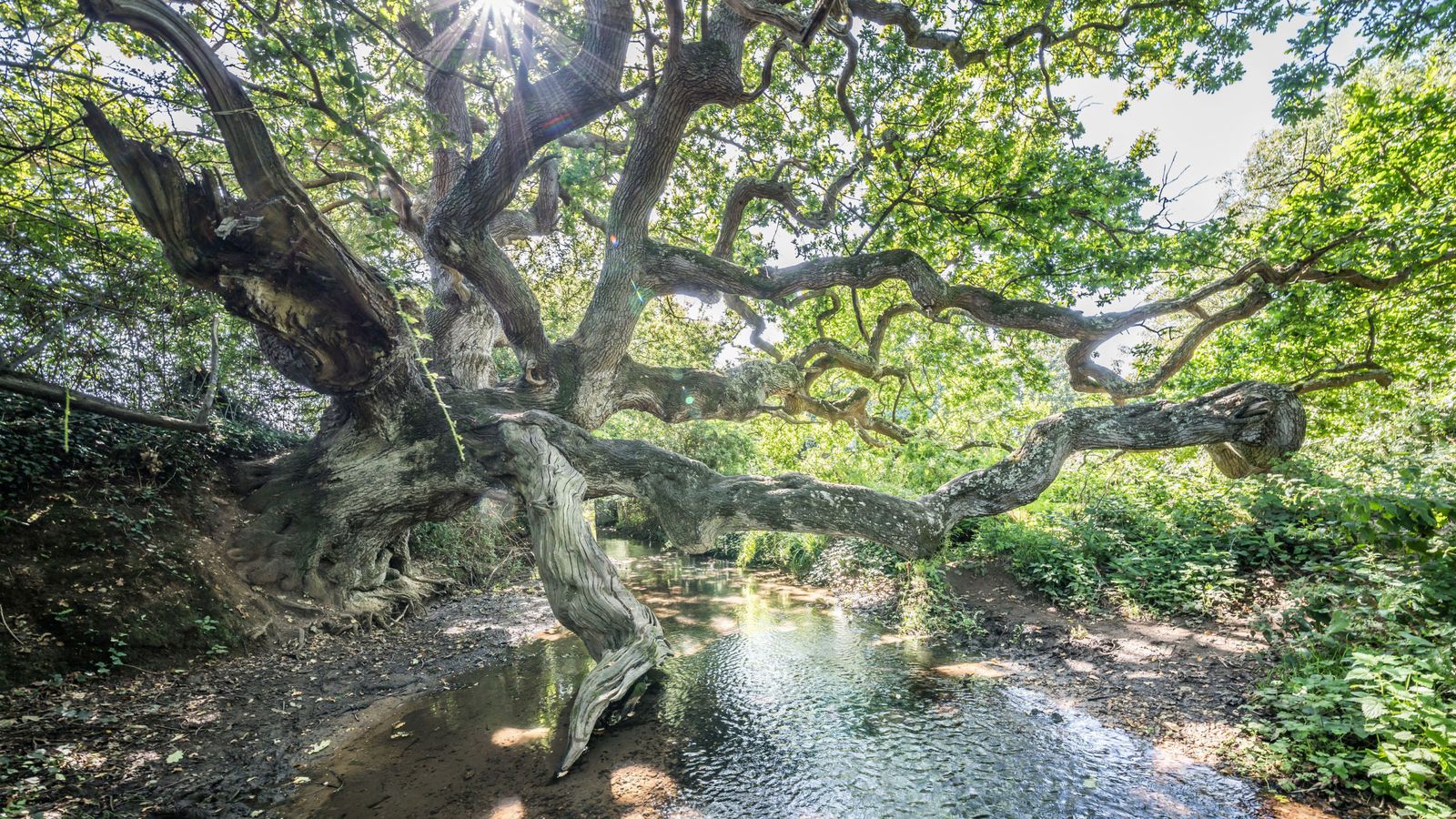 Allerton Oak in Liverpool named England's Tree of the Year | UK News ...