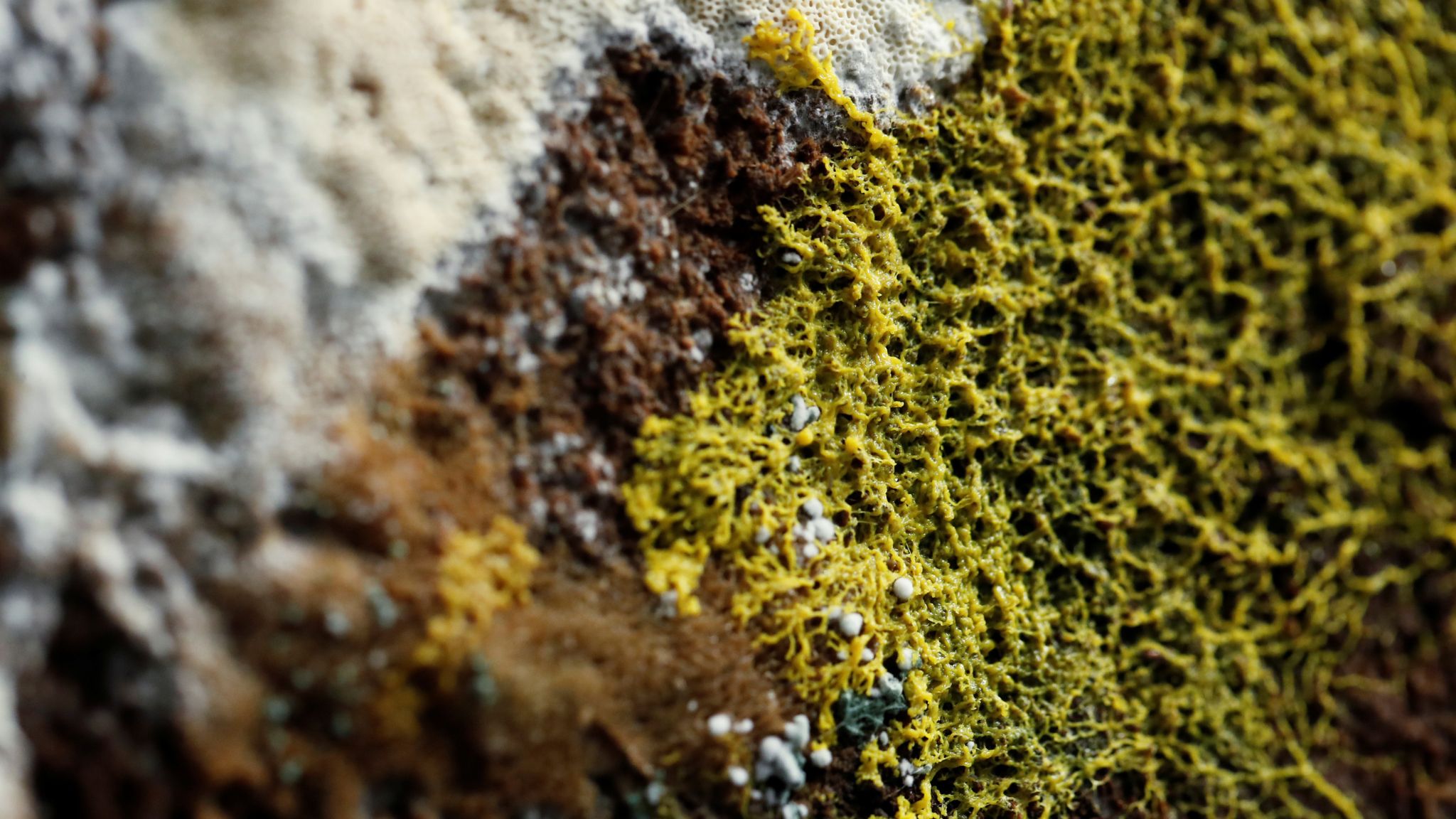 Paris zoo unveils mysterious slime which can heal itself and solve ...