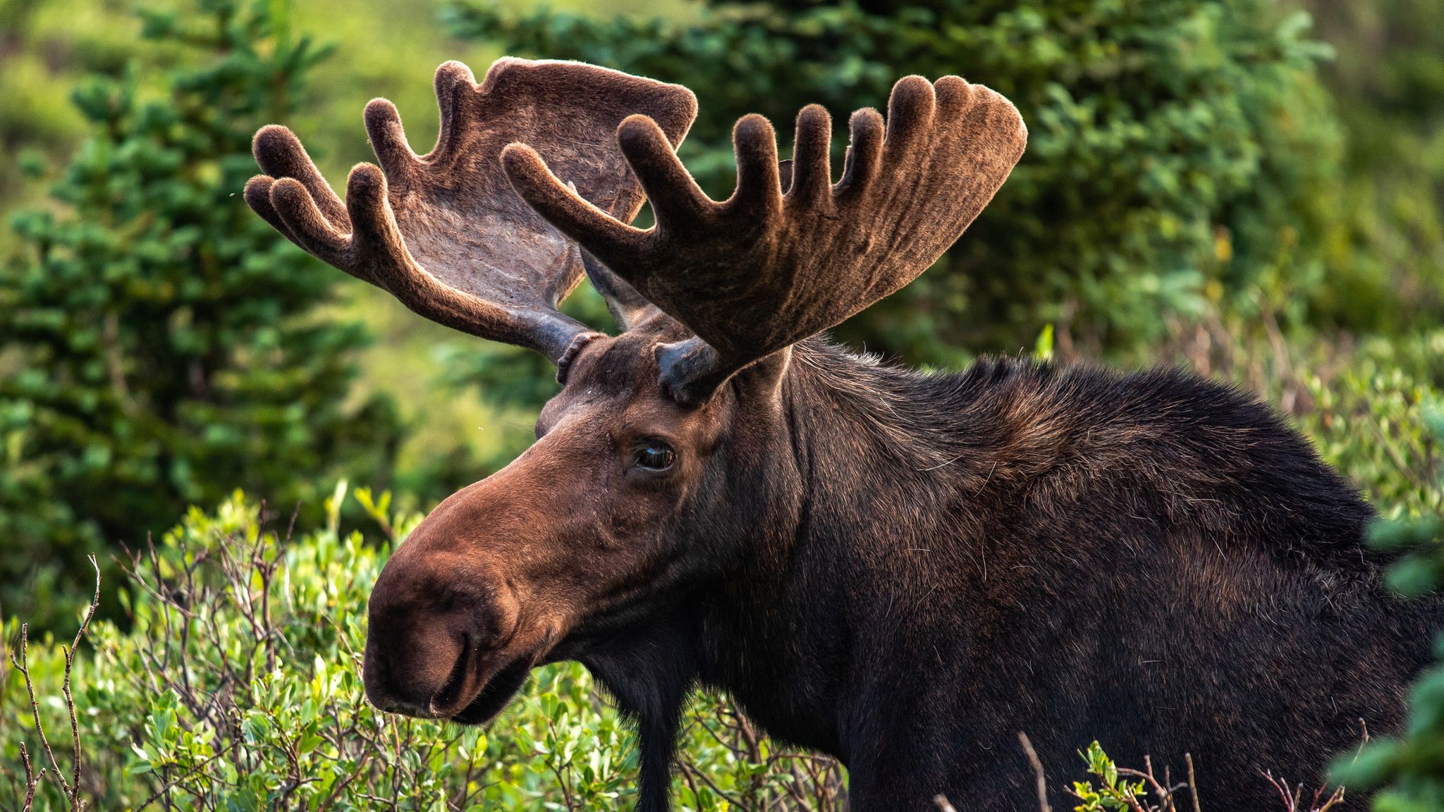 'Zombie deer' threatening to invade US state | US News | Sky News