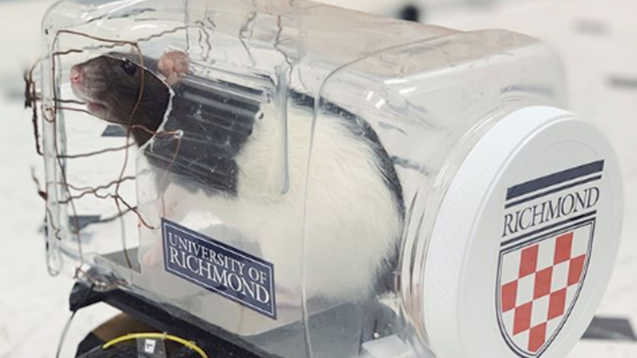 Scientists have taught rats to drive tiny cars | Science, Climate ...