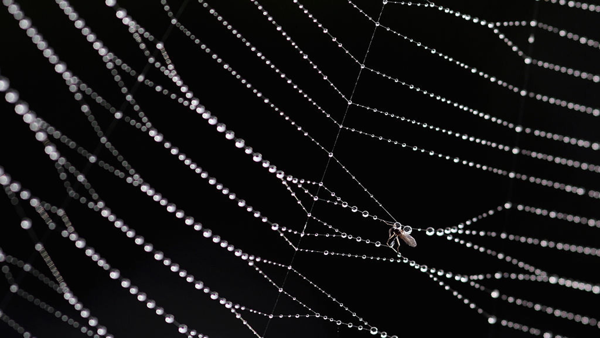 Spider webbing inspires new double-sided surgical tape | Science ...