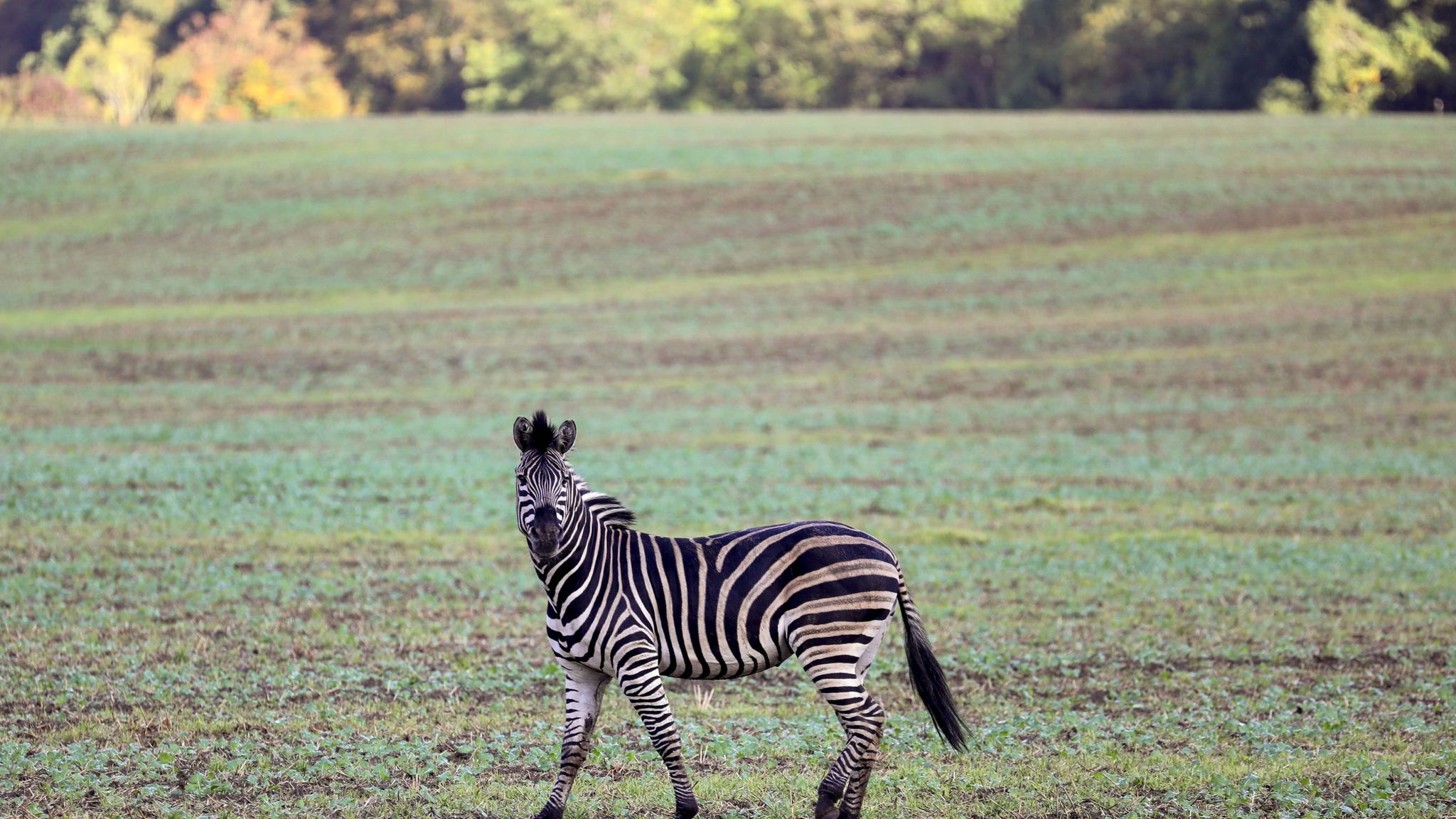 Zebra shot dead after escaping circus in Germany | World News | Sky News