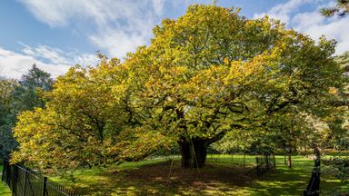 Allerton Oak in Liverpool named England's Tree of the Year | UK News ...