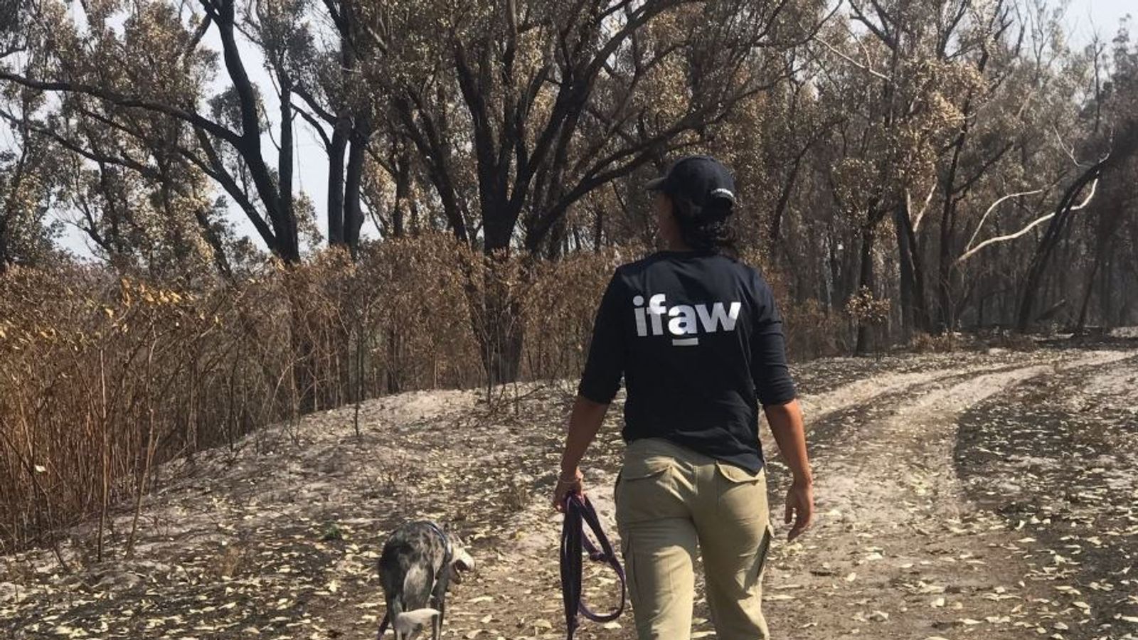 Meet Bear, the OCD dog saving koalas trapped by bushfires | World News ... Meet Bear, the OCD dog saving koalas trapped by bushfires | World News ...
