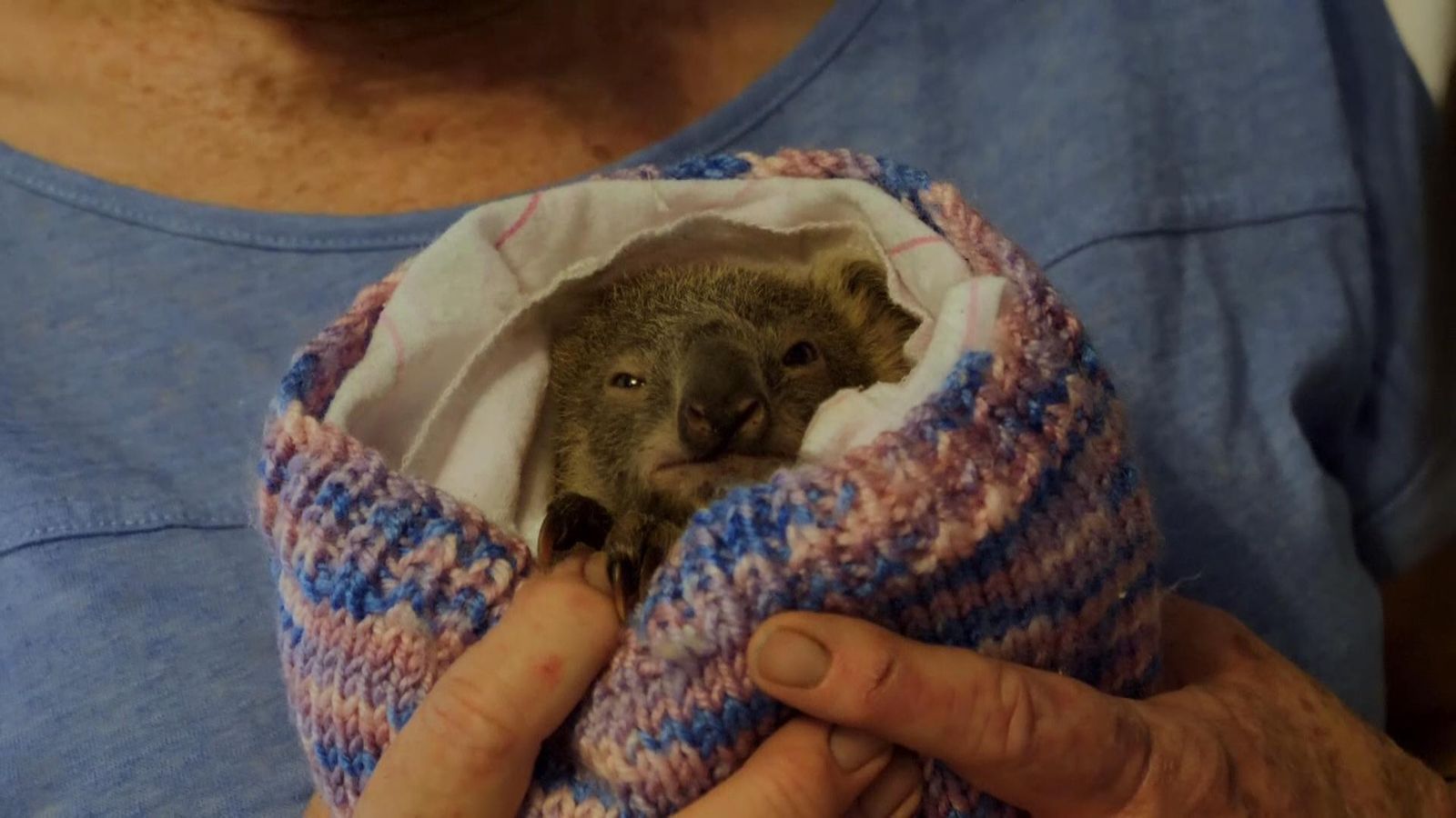 Australia bushfires: Meet the koalas lucky to be alive after ...