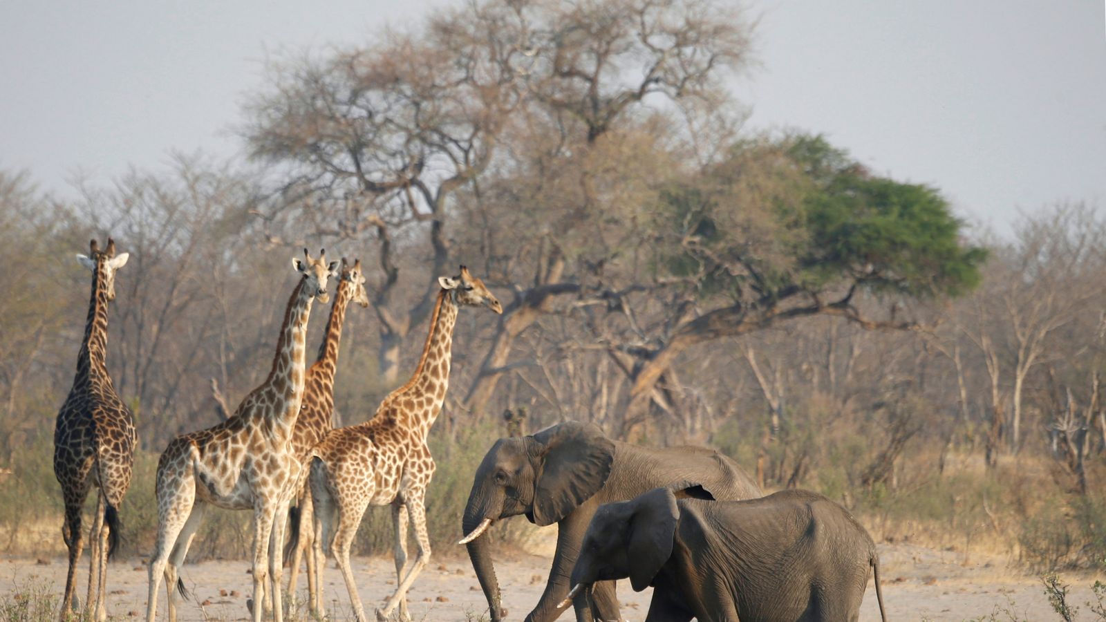 Hundreds of elephants die in Zimbabwe during severe drought | World ...