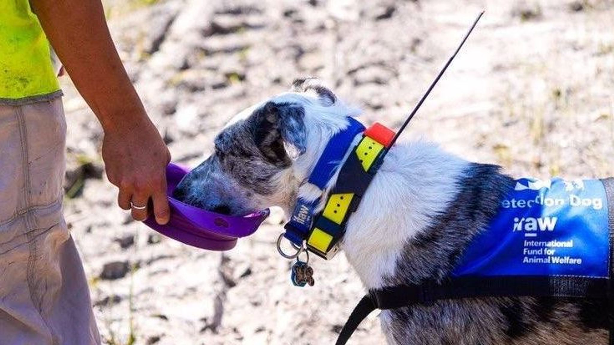 Meet Bear, the OCD dog saving koalas trapped by bushfires | World News ... Meet Bear, the OCD dog saving koalas trapped by bushfires | World News ...