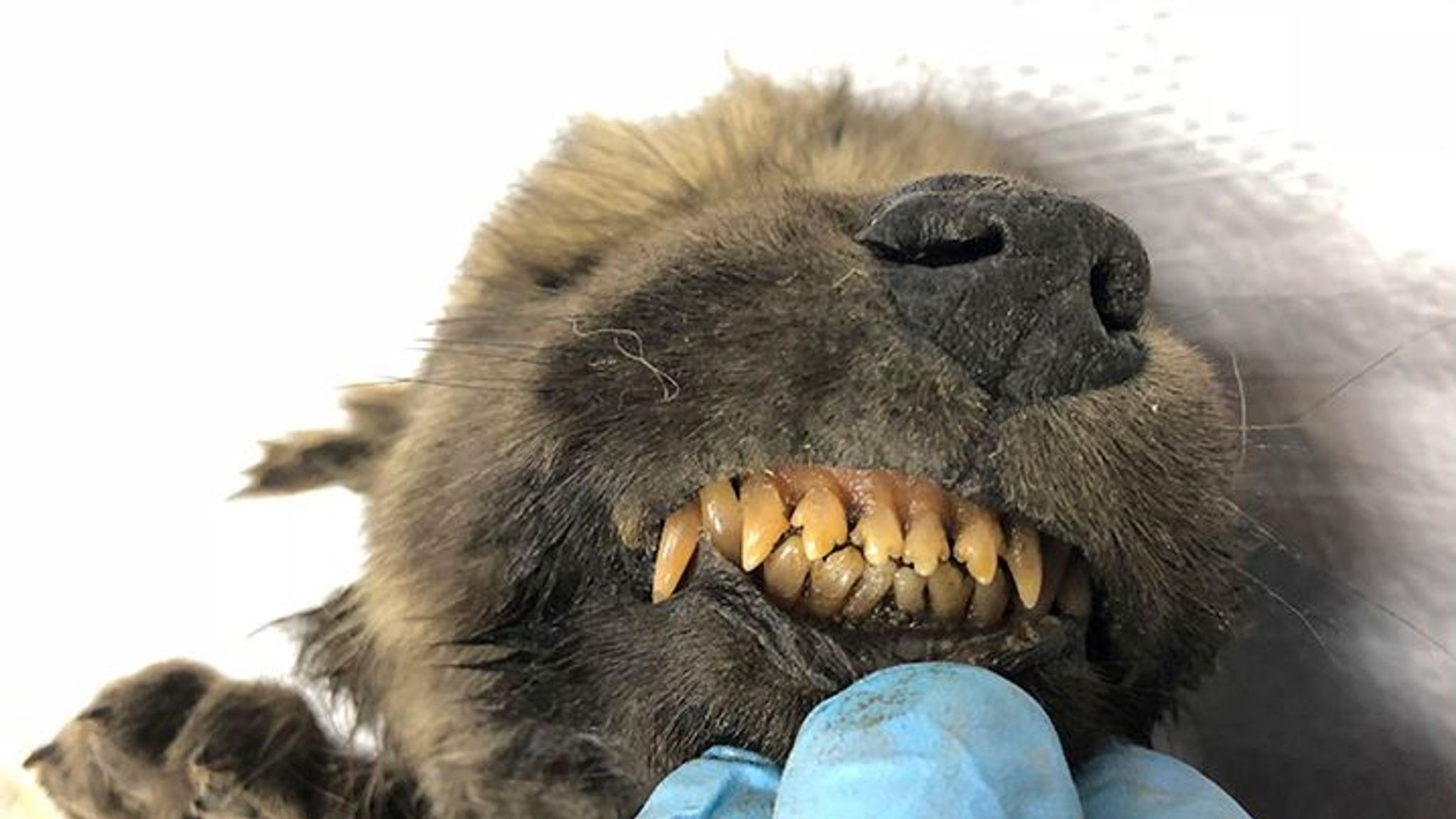 18,000-year-old frozen puppy found in Siberia | World News | Sky News