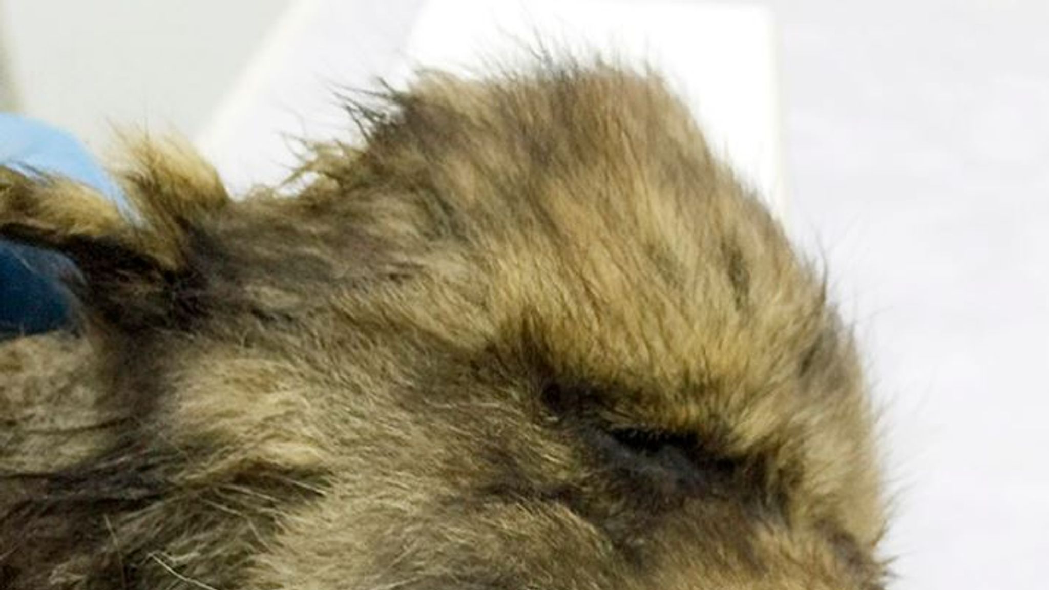 18,000-year-old frozen puppy found in Siberia | World News | Sky News