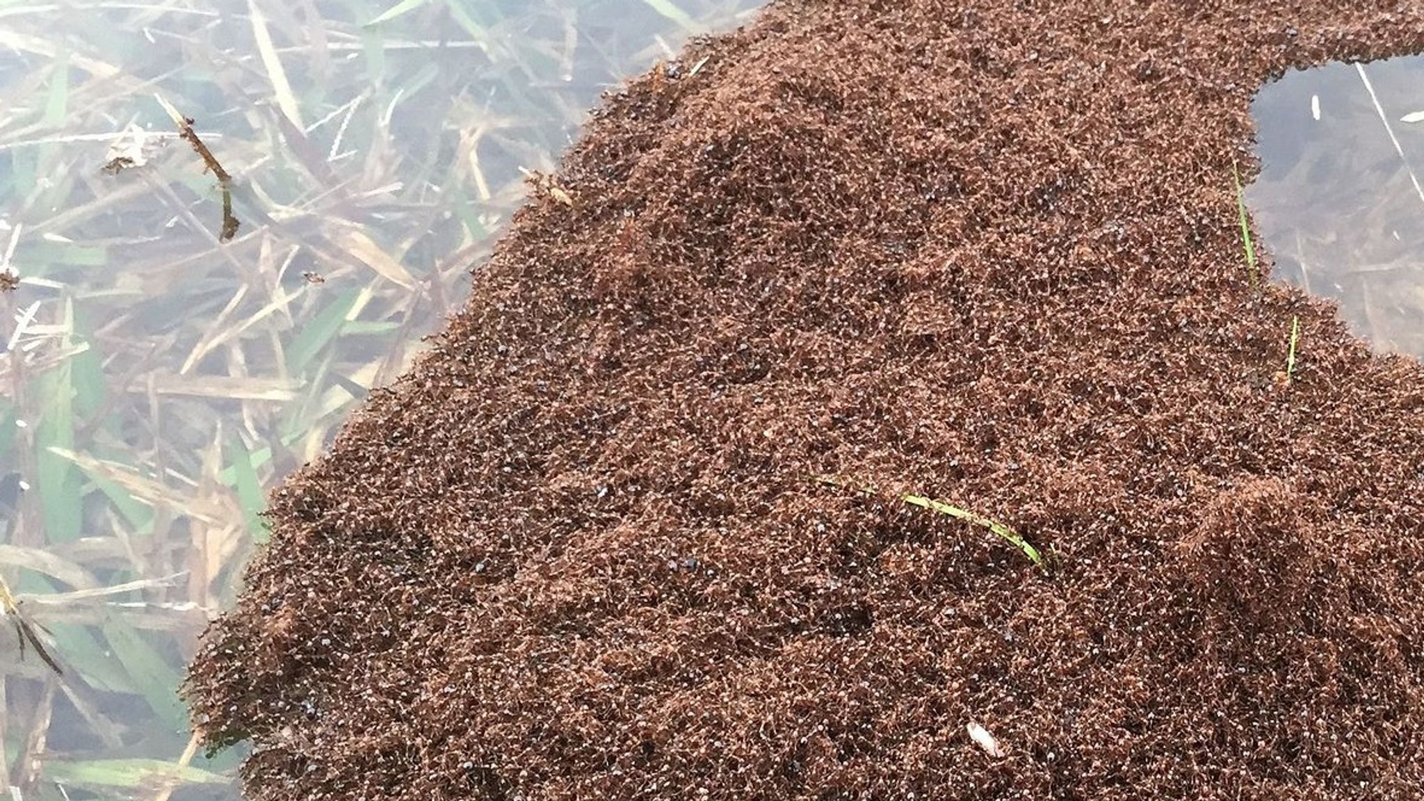 'Unsinkable metal' inspired by diving bell spiders and fire ants ...