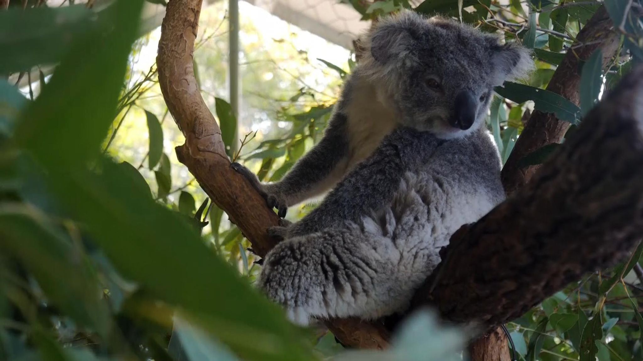 Australia bushfires: Meet the koalas lucky to be alive after ...