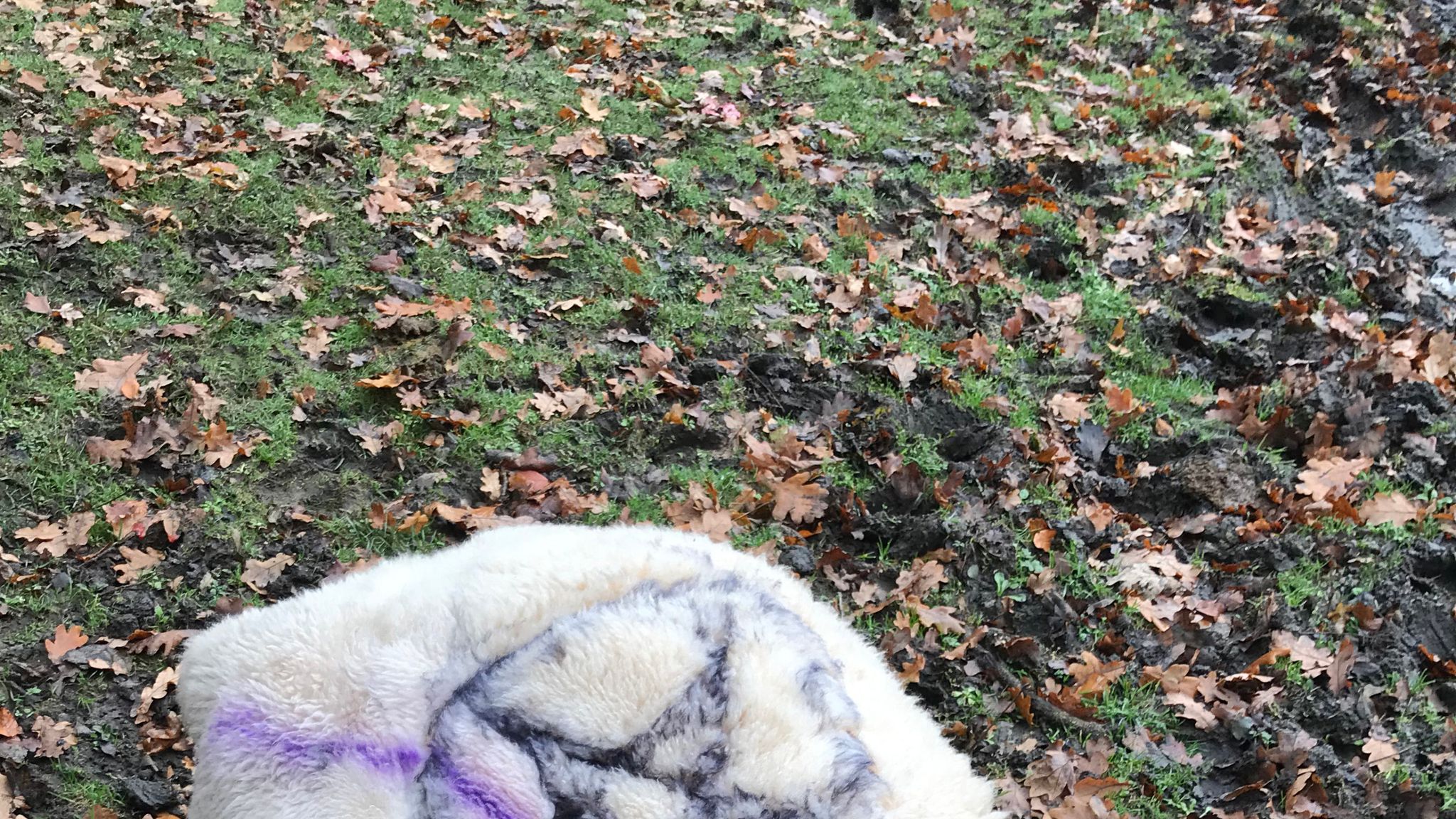 Satanic cult fears in New Forest after animals attacked and sprayed ...