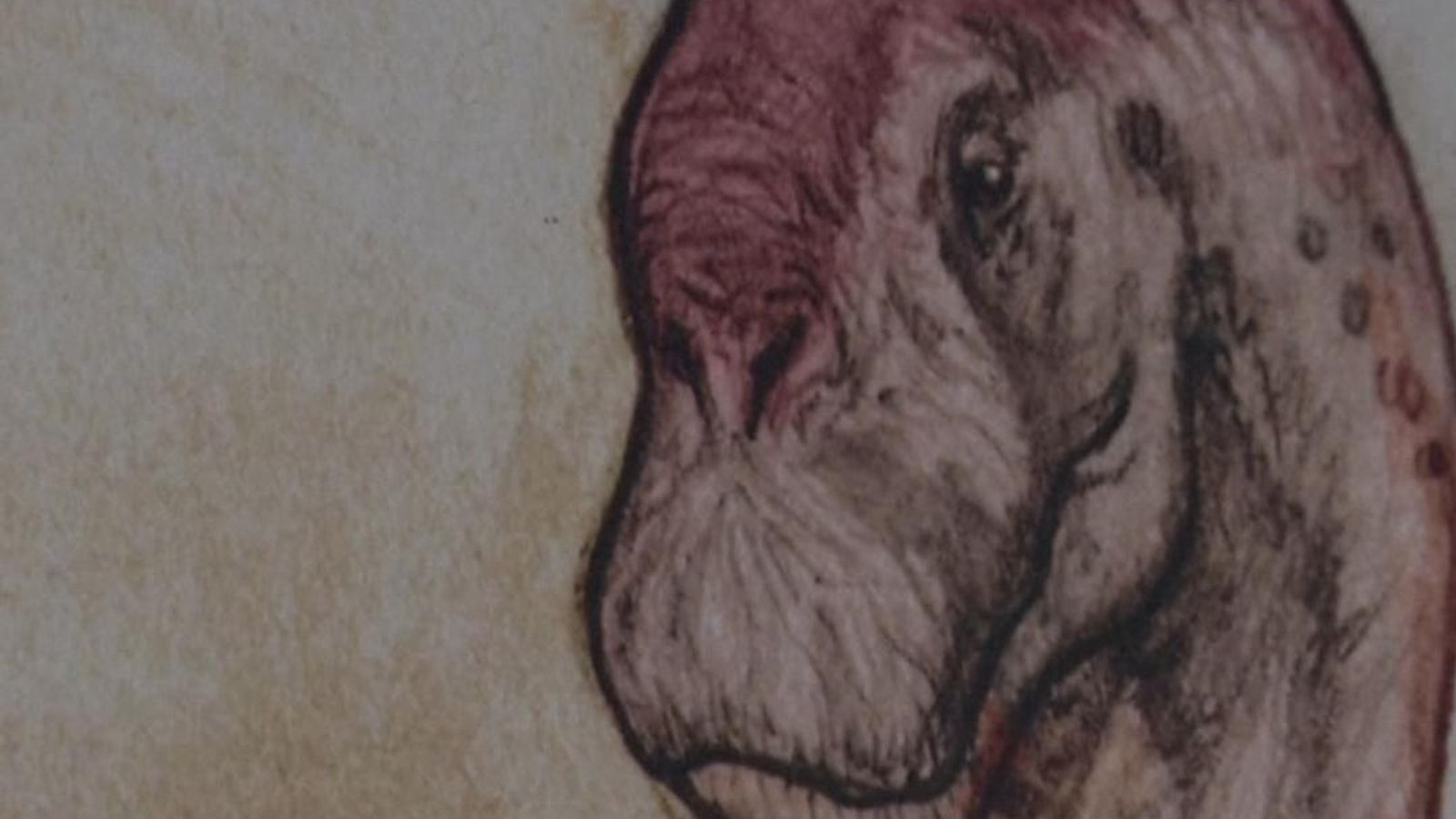 New dinosaur species unearthed in Argentina | World News | Sky News