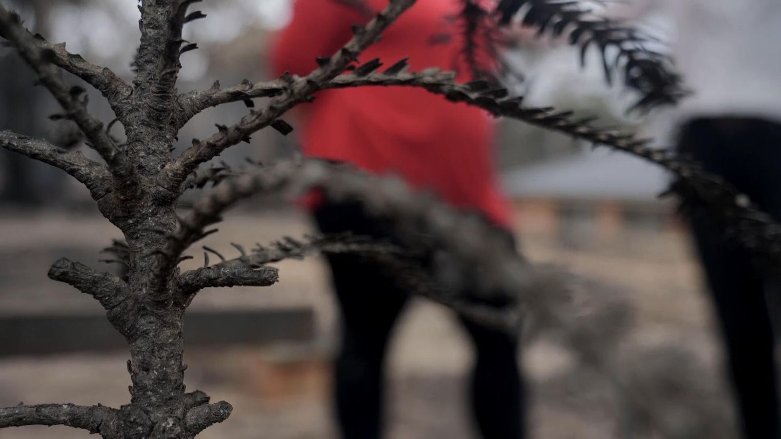 Cruelest twist: Tree to remember cancer boy taken by bushfire | News UK ...