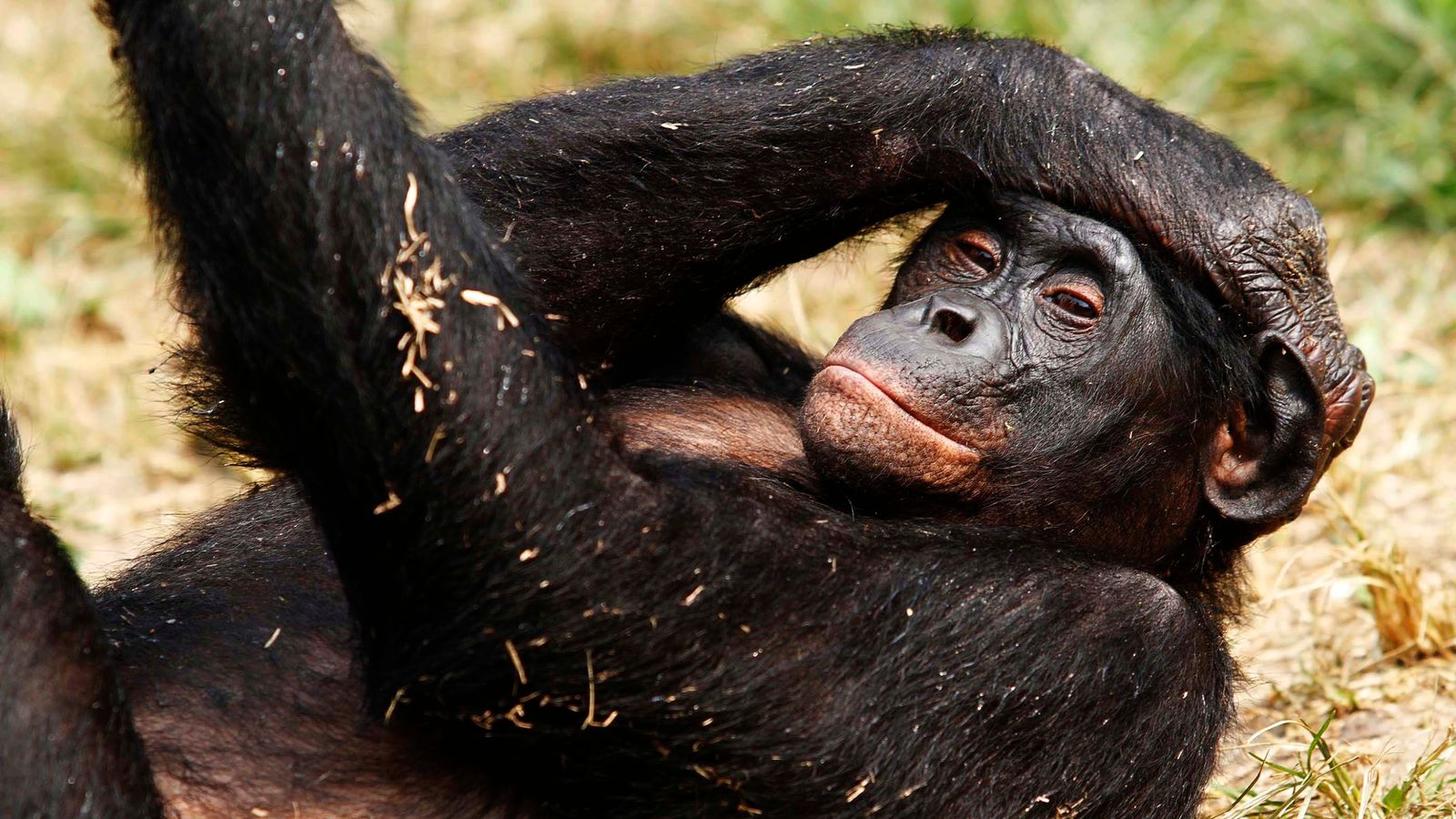 Booze tolerance may have saved our ancestors from extinction ...