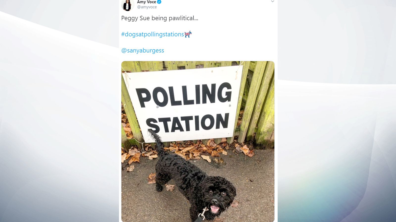 General Election gets paw-litical as voters snap their dogs at the ...