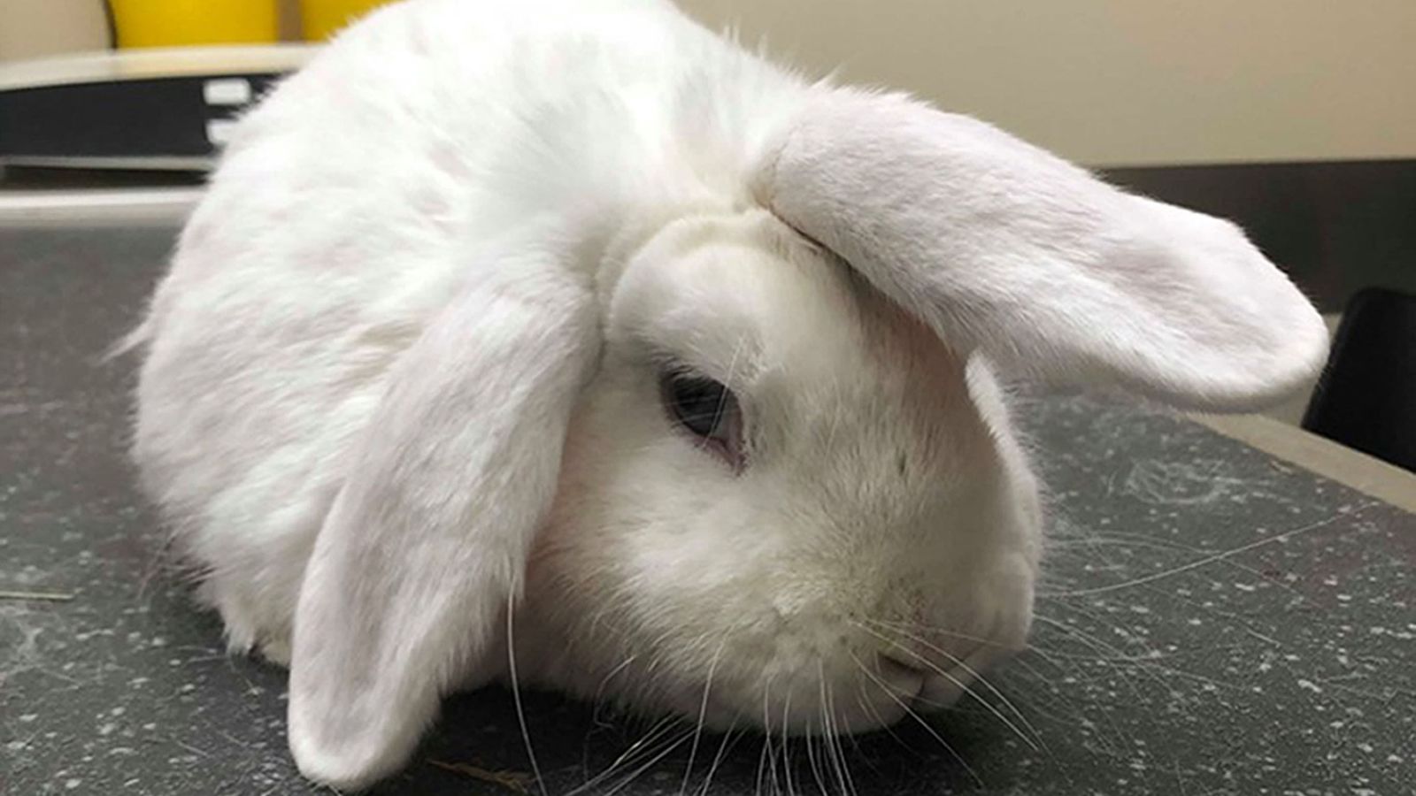 Wonky the 'unicorn-horned' rabbit looks for new home for Christmas | UK ...