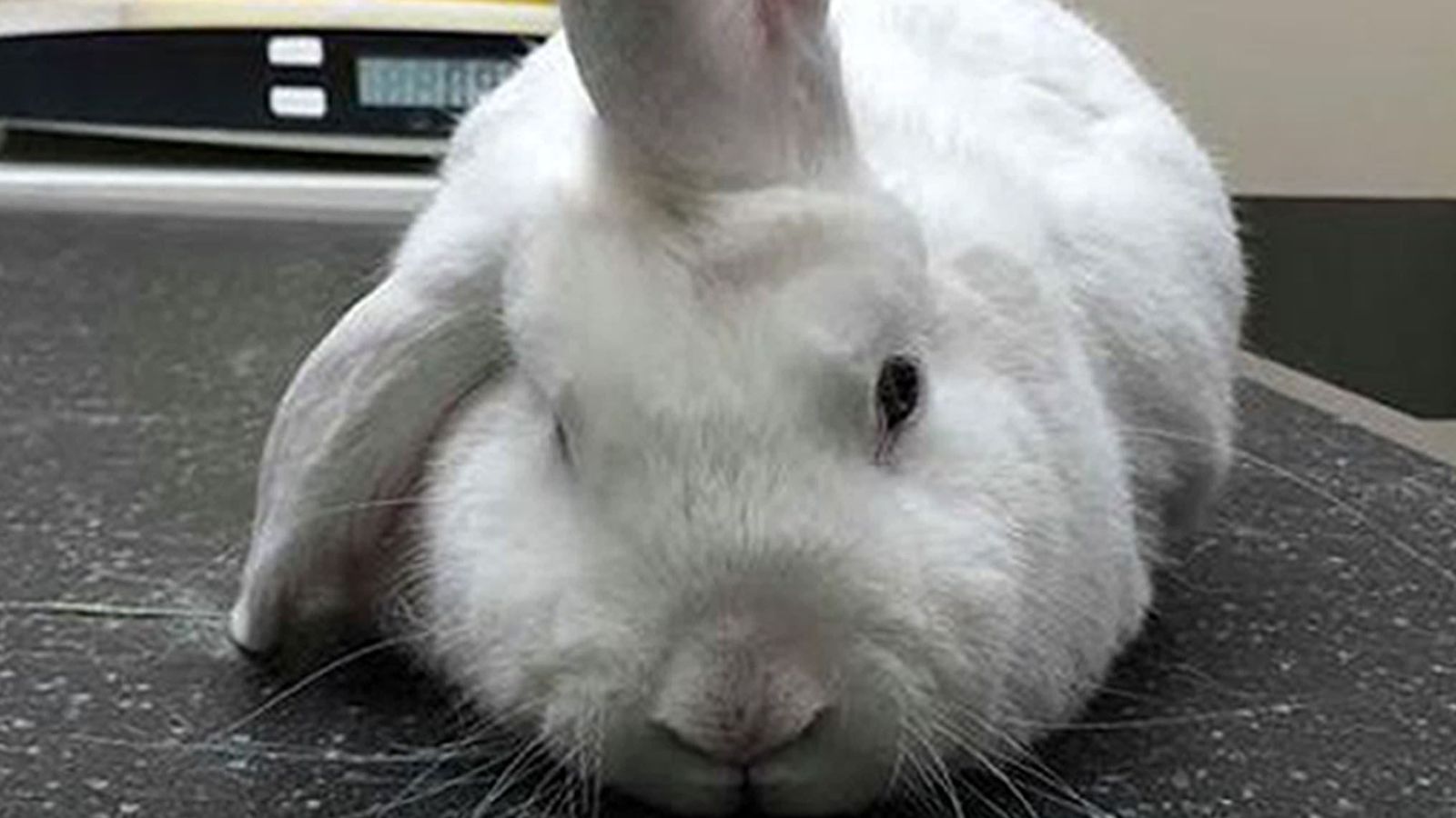 Wonky the 'unicorn-horned' rabbit looks for new home for Christmas | UK ...
