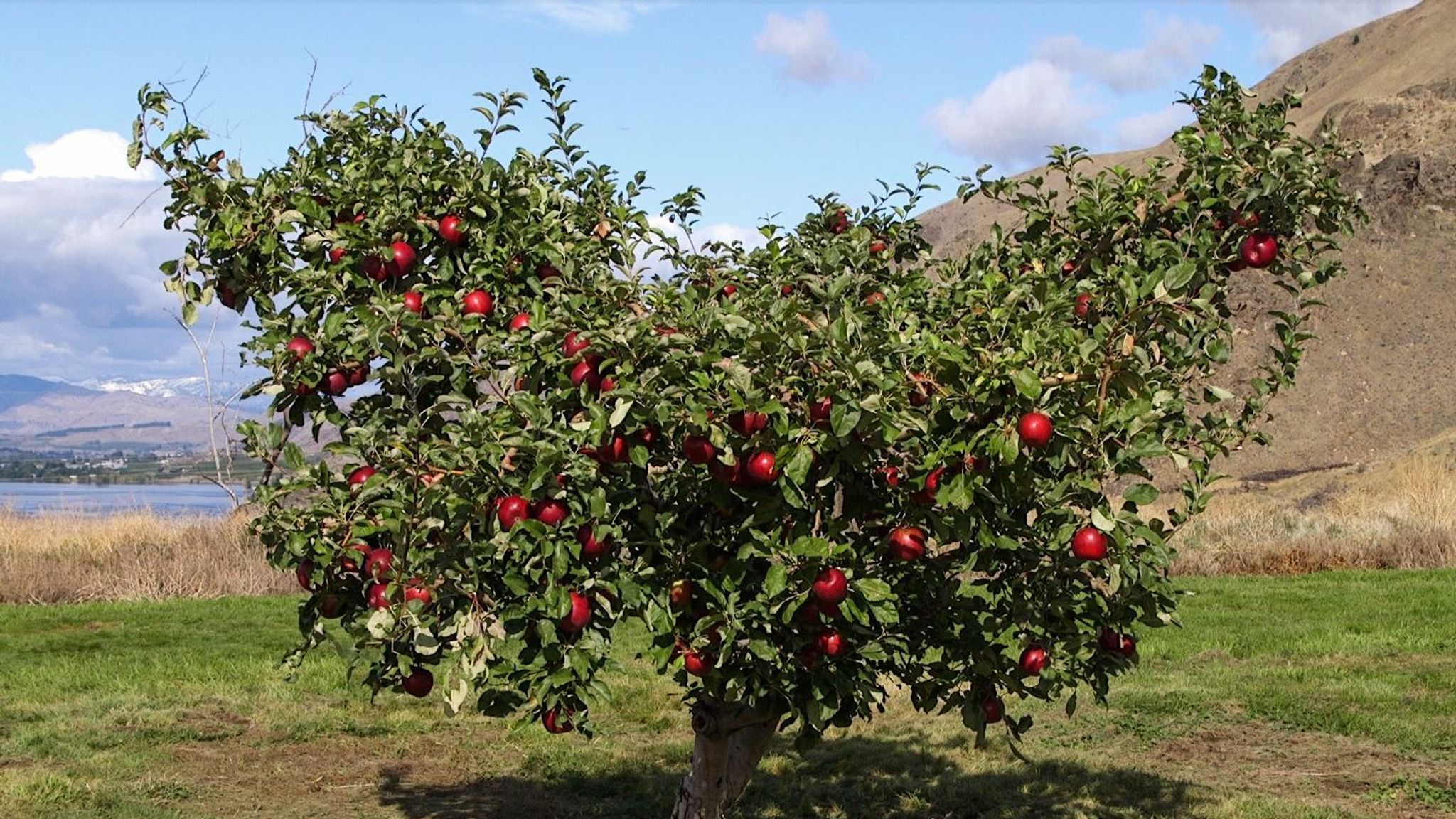 Cosmic Crisp apple: New variety 'keeps in the fridge for up to a year ...