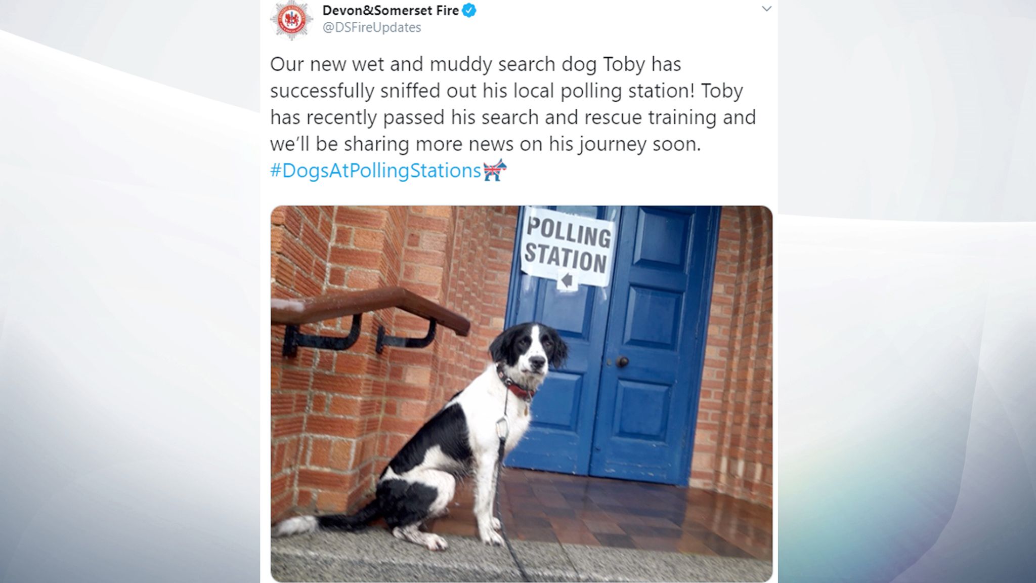 General Election gets paw-litical as voters snap their dogs at the ...