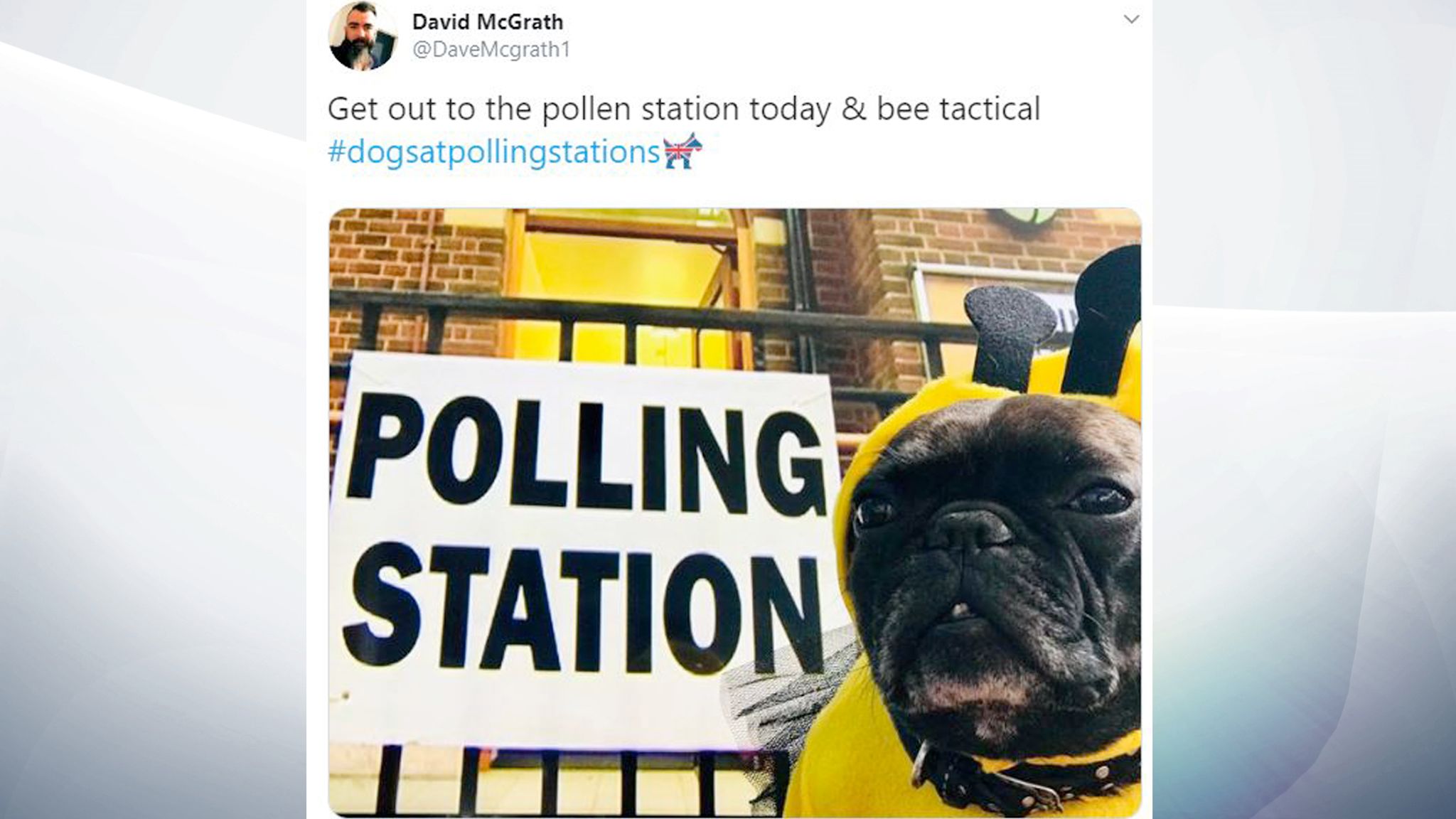 General Election gets paw-litical as voters snap their dogs at the ...