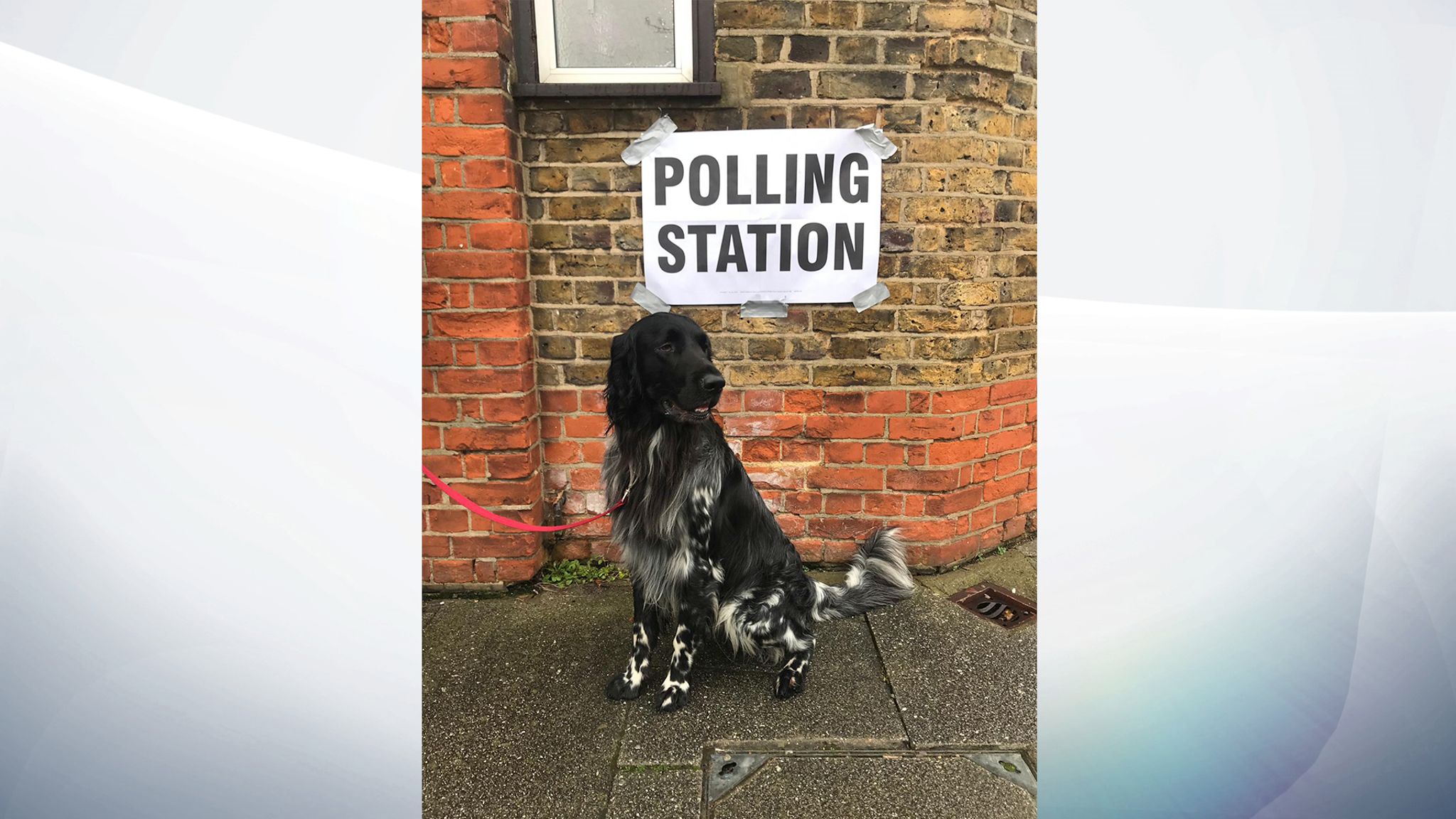 General Election gets paw-litical as voters snap their dogs at the ...