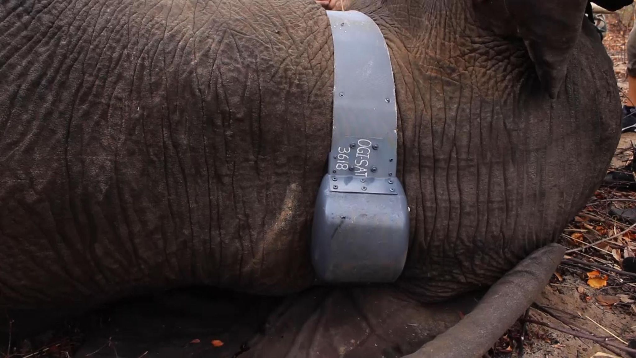 Elephants fitted with tracking collars as drought leads them to kill humans in Zambia | World ...