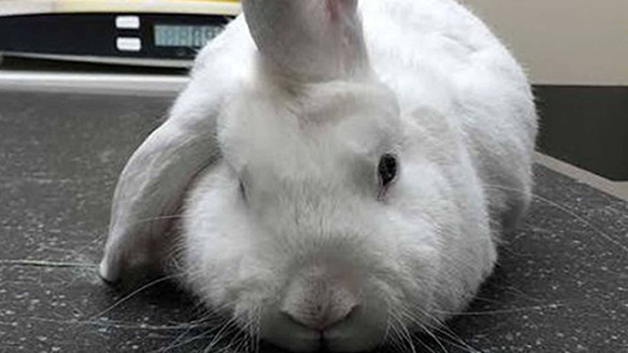 Wonky the 'unicorn-horned' rabbit looks for new home for Christmas | UK ...