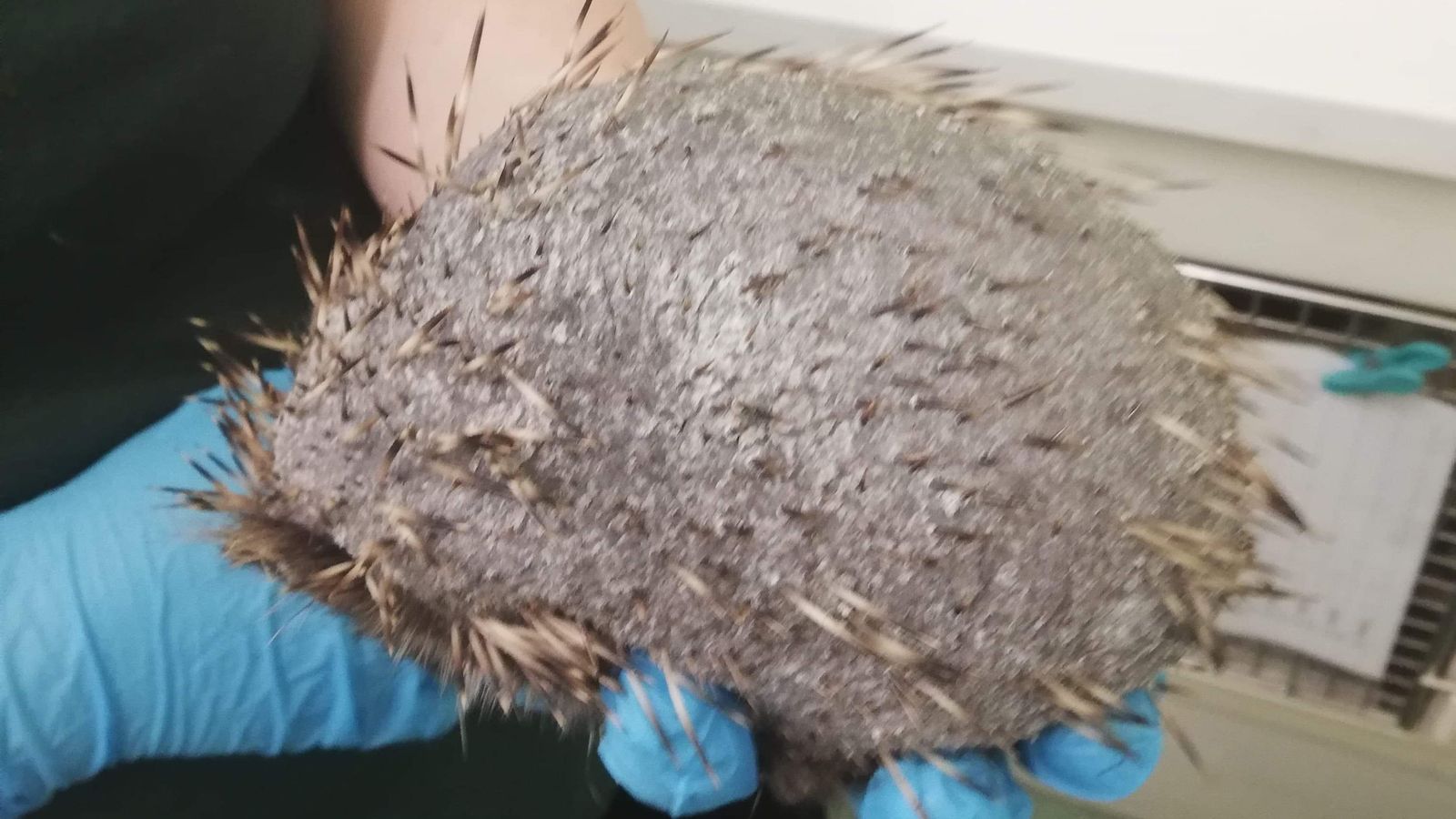 Hedgehog recovers from infection which left him bald | UK News | Sky News
