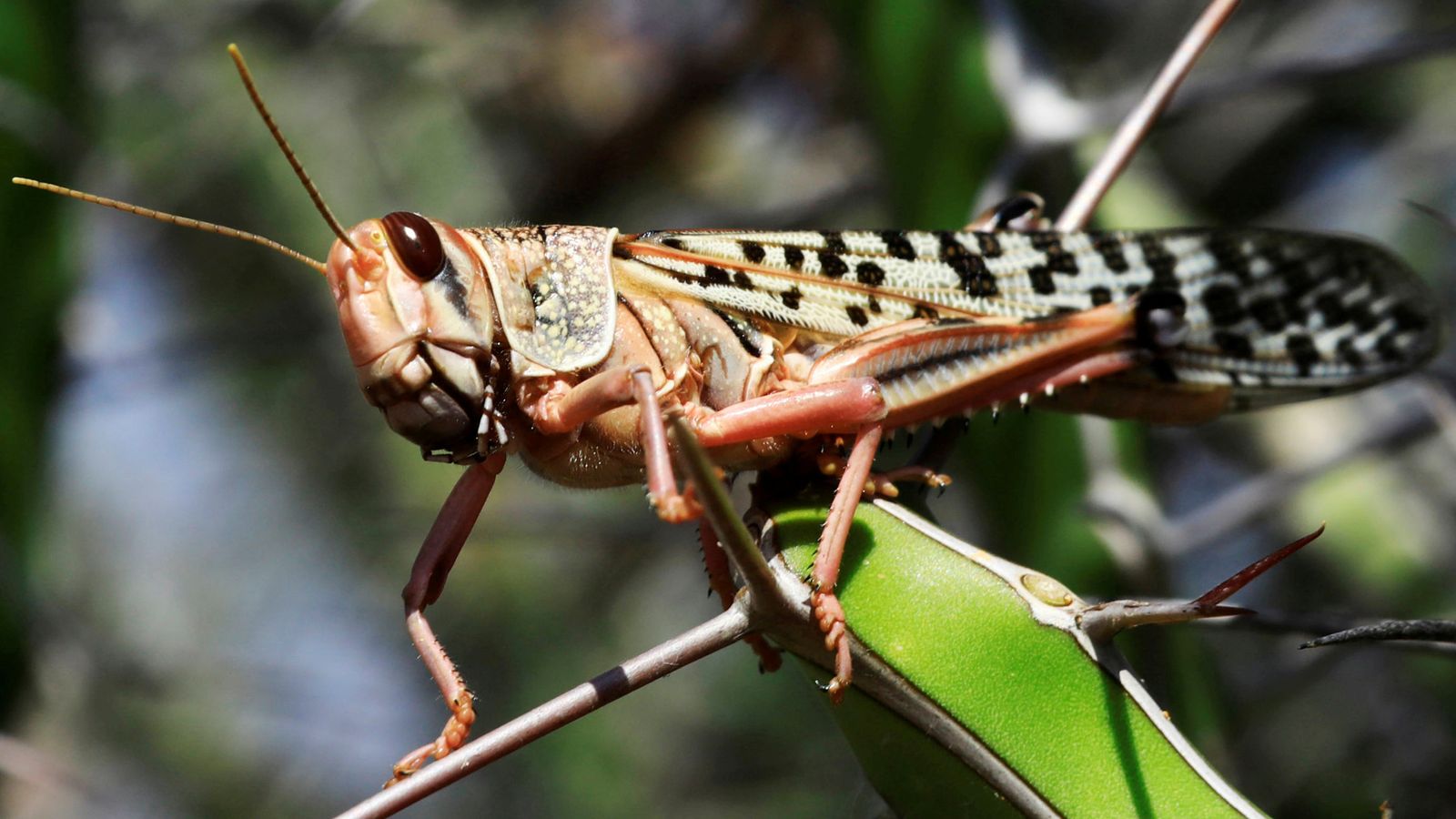 Kenya facing 'unprecedented threat' from swarms of locusts | World News ...