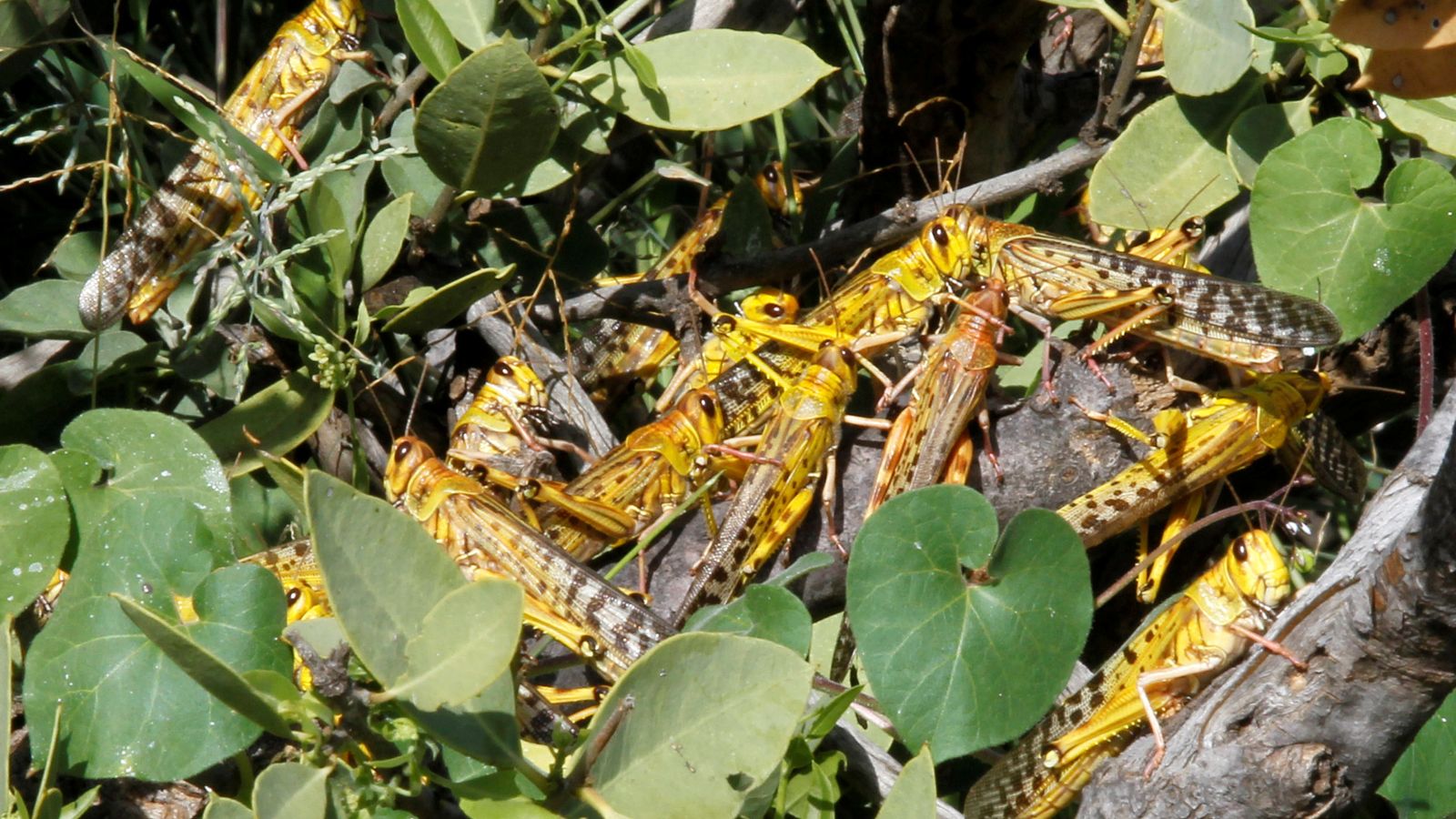 East Africa: Worst locust swarms in 25 years could worsen food crisis ...