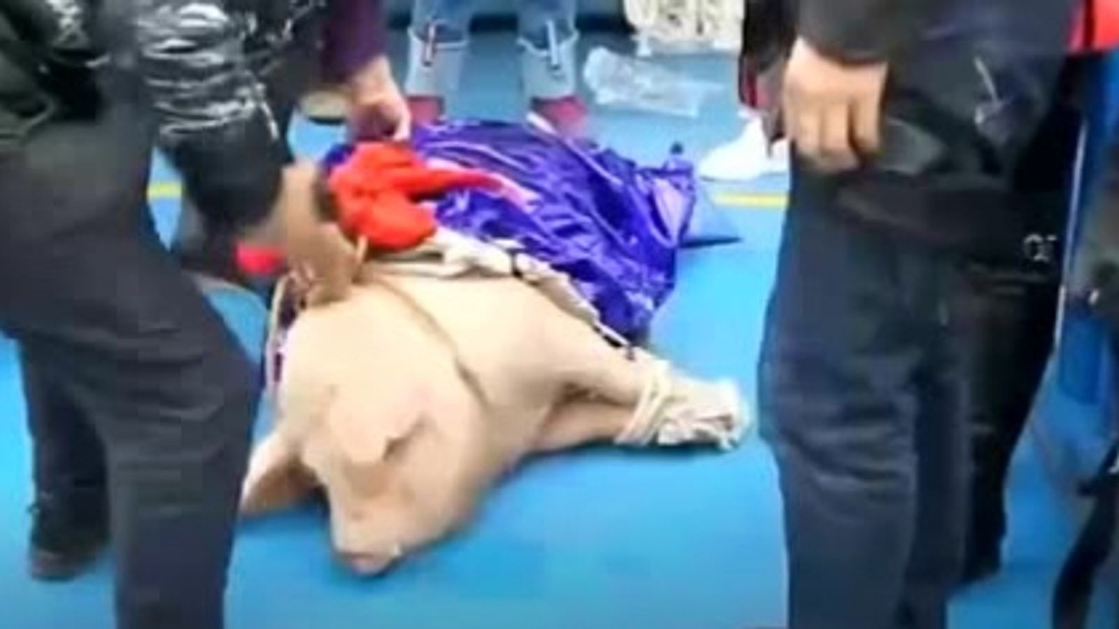 Outrage after pig is pushed off bungee ride in China theme park stunt ...
