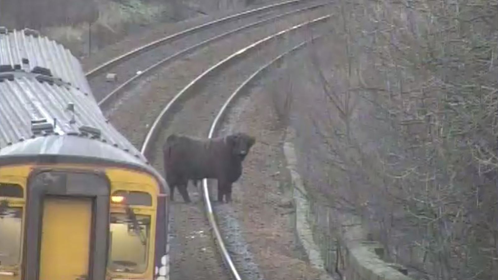 Udder chaos: Cow on the railway sparks rush-hour delays in Scotland ...