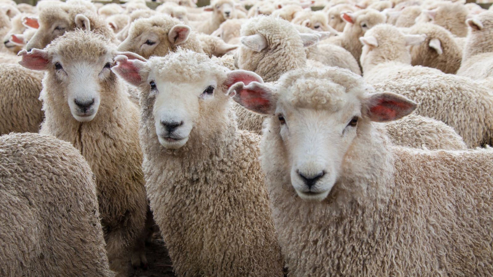 Sheep rustling rise could threaten human health as rural crime ...