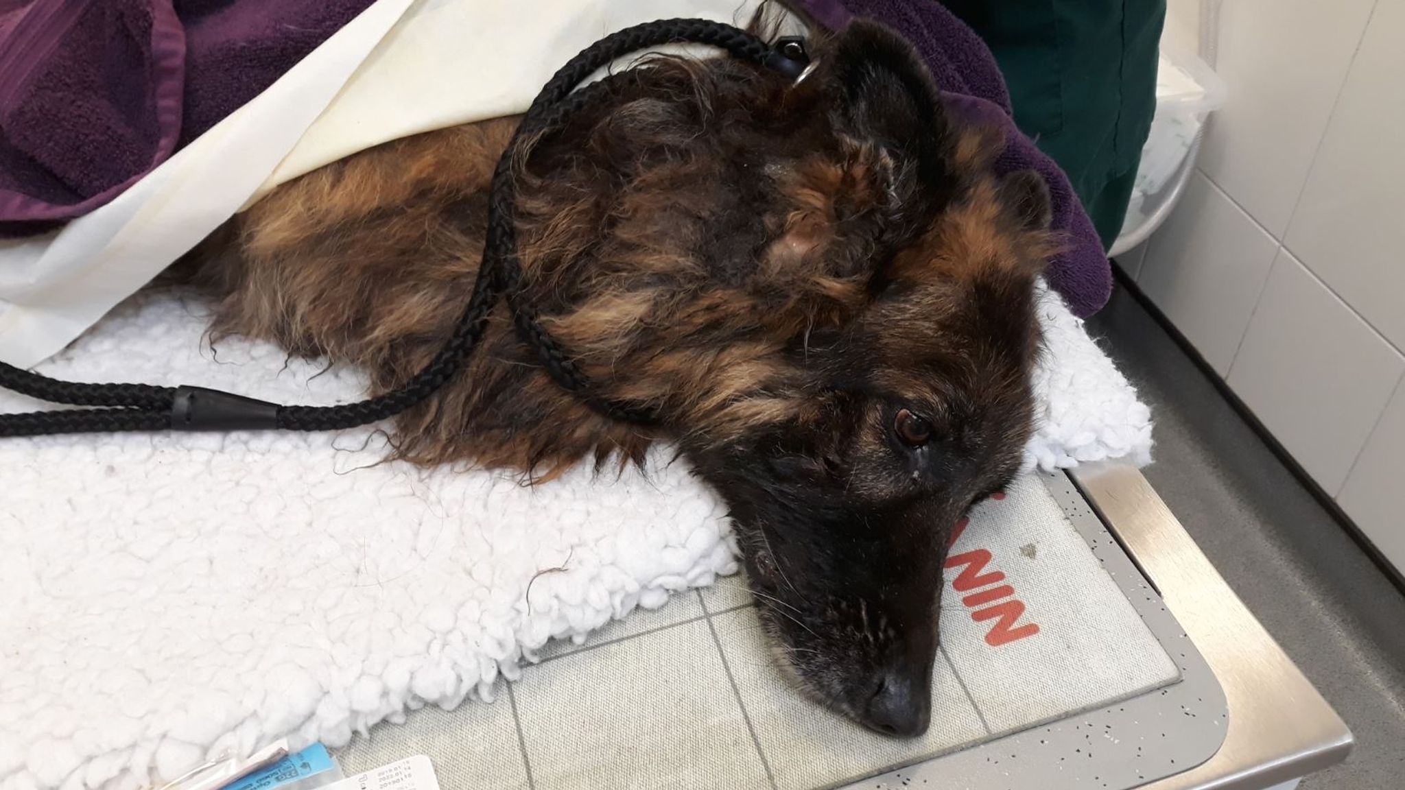 Drowning dog tied to heavy rock rescued from river - man and woman ...