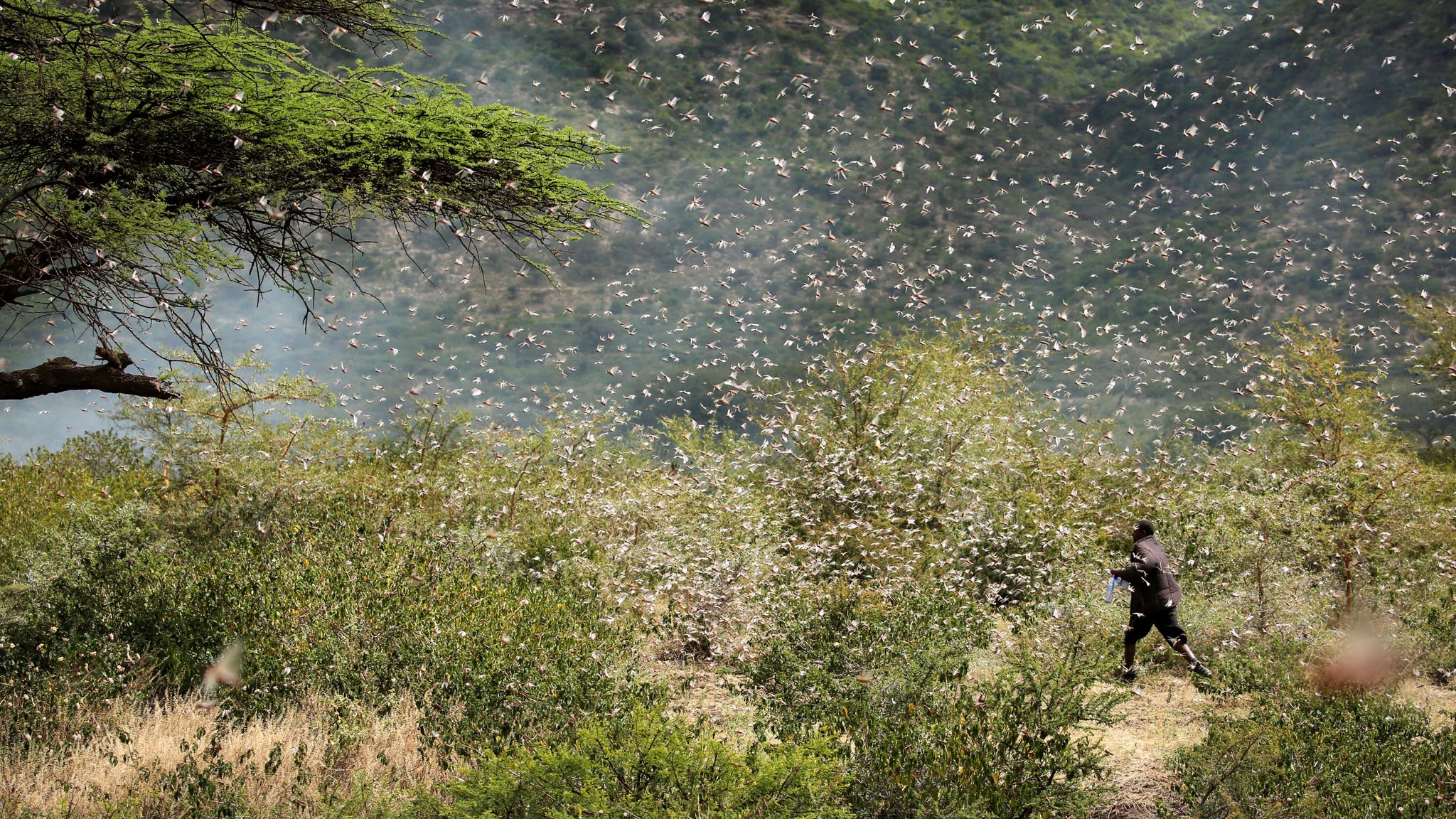 East Africa: Worst locust swarms in 25 years could worsen food crisis ...