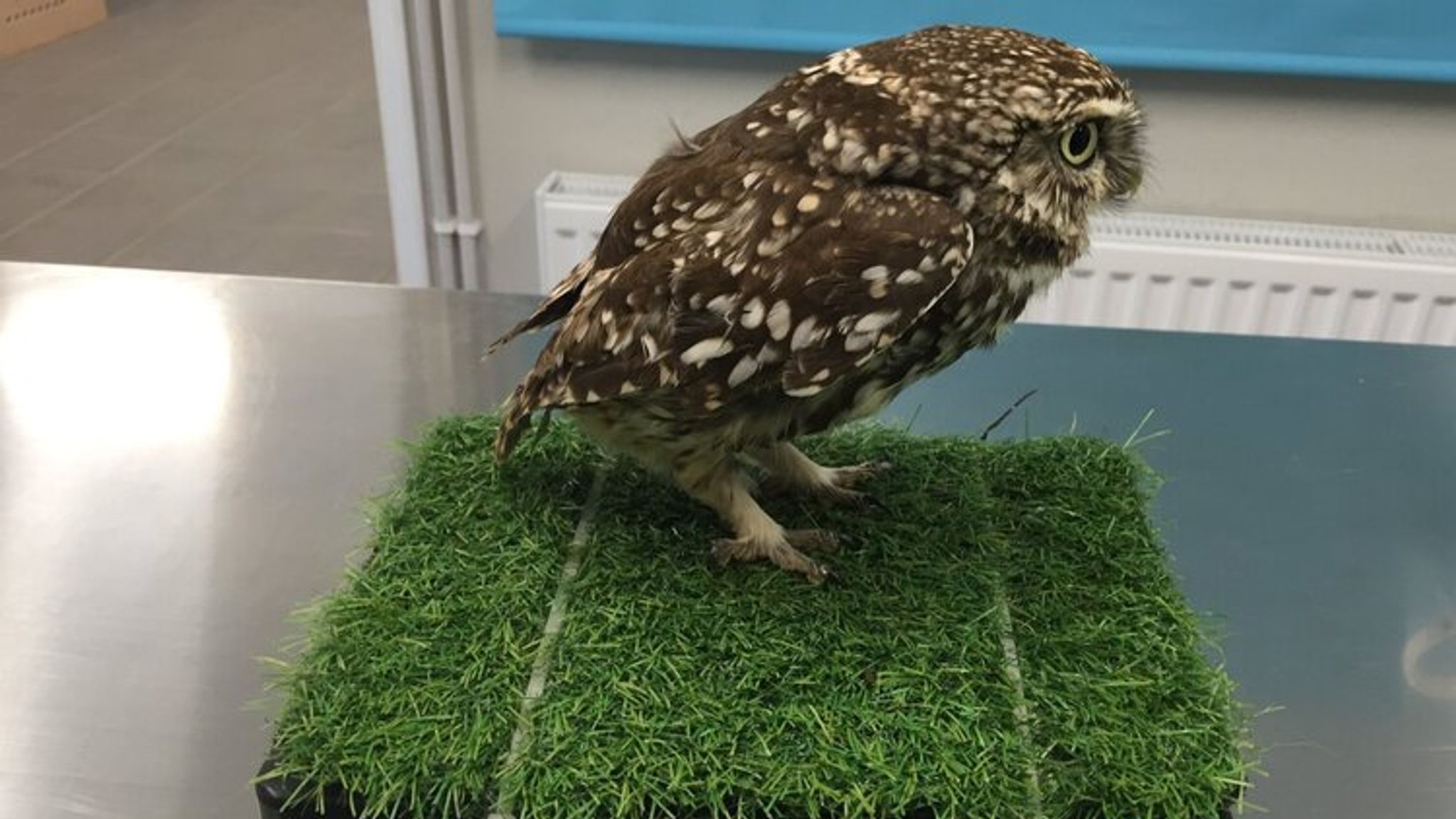 'Extremely obese' owl sheds some pounds after being too fat to fly | UK ...