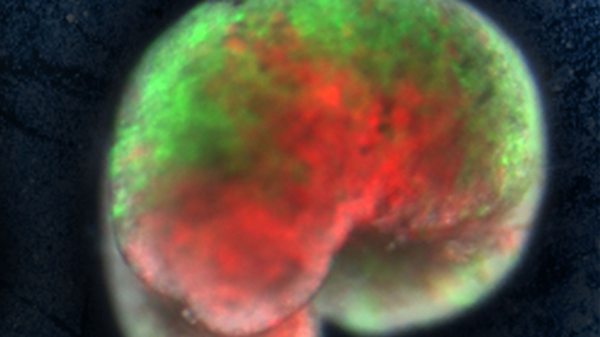 The world's first 'living robots' unveiled - and they can self-heal ...