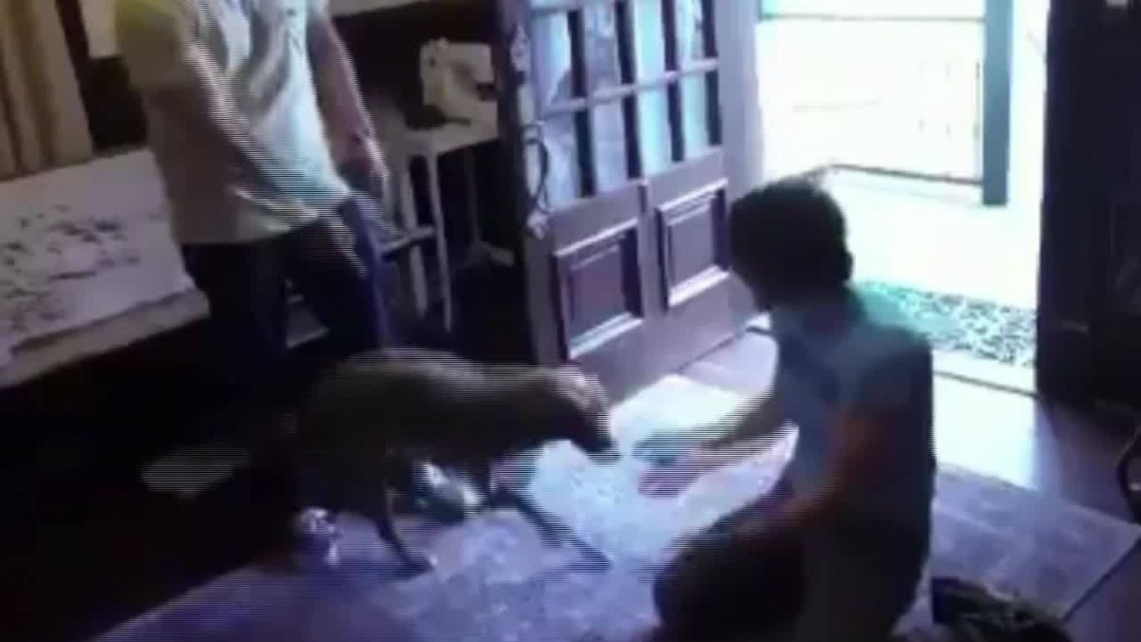 Dog ecstatic as astronaut owner returns from space | US News | Sky News