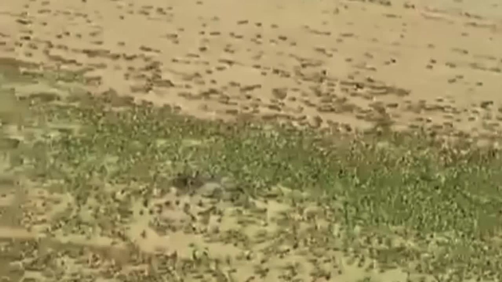 Billions of locusts descend on East Africa | World News | Sky News