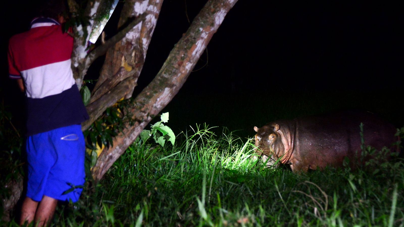 Hippos linked to Pablo Escobar spark concern among residents in ...
