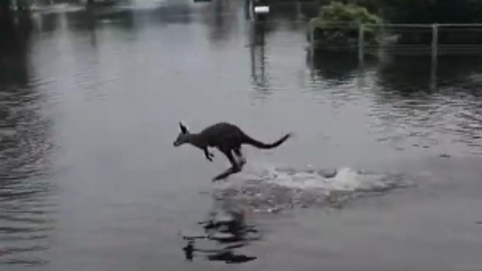 Australia: Baby kangaroo leaps through New South Wales floods | World ...