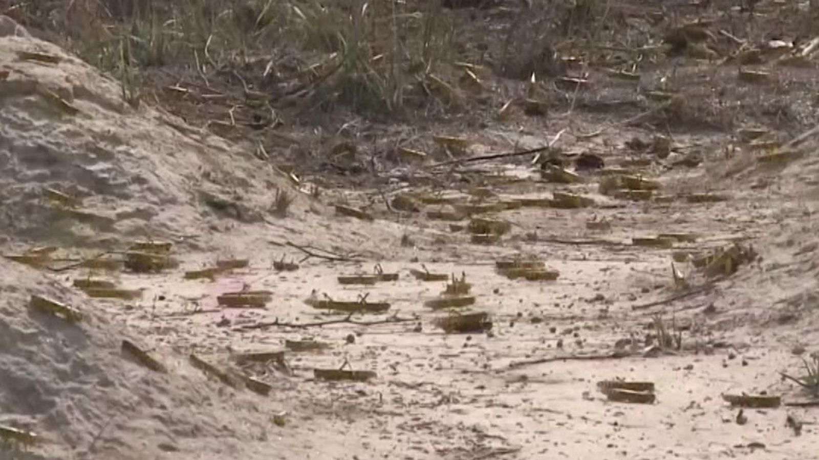 Locust invasion hits crops as Pakistan suffers worst infestation in 20 ...