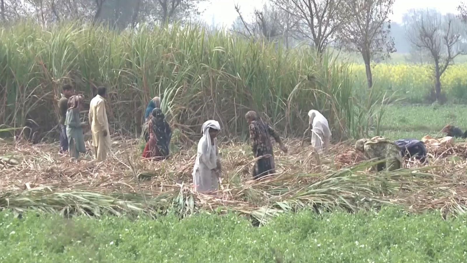 Locust invasion hits crops as Pakistan suffers worst infestation in 20 ...